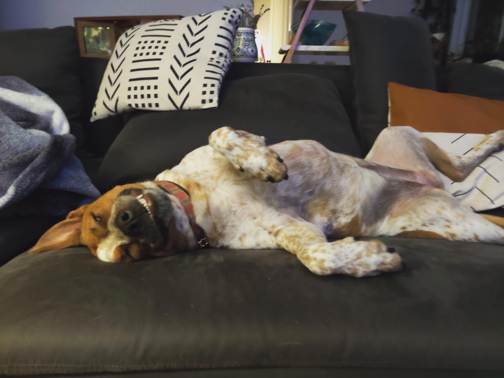 Nova sleeps like a derp | Scrolller