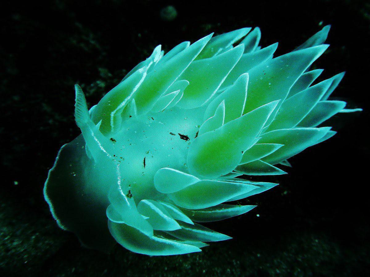 Nudibranches are some of the most otherworldly creatures on Earth | Scrolller