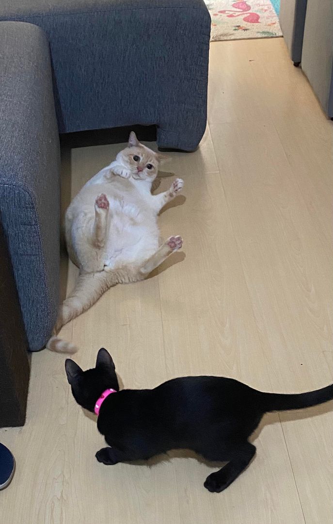 Nutella, Nina and Nina’s full frontal | Scrolller