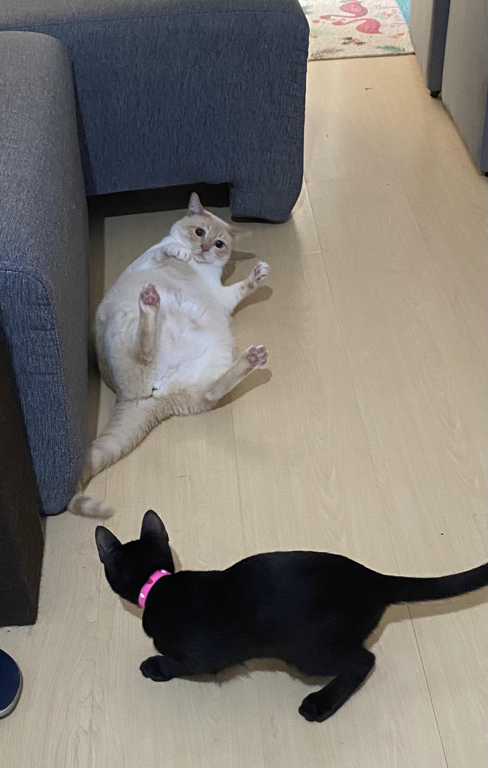 Nutella, Nina and Nina’s full frontal | Scrolller