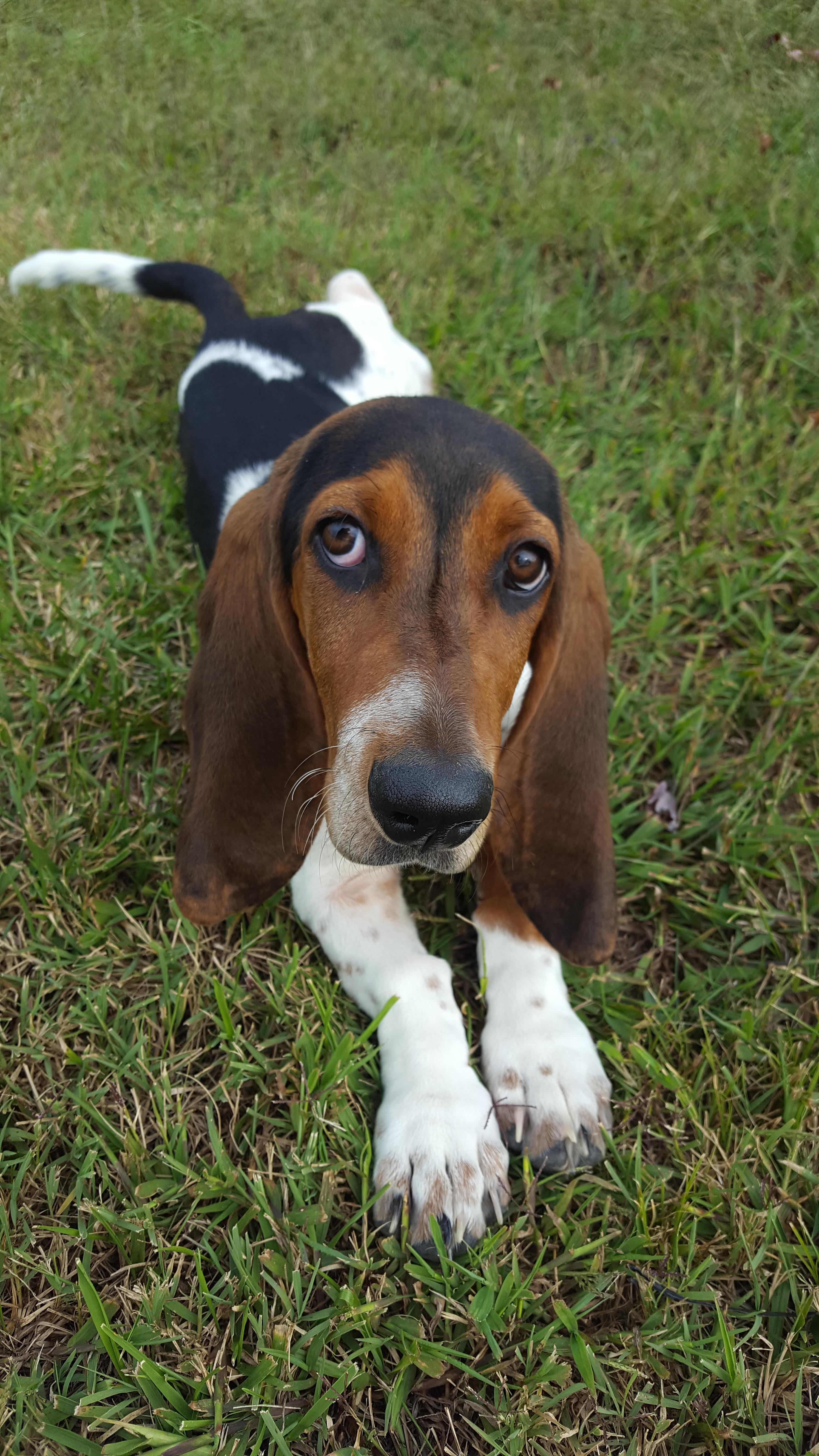 Nutmeg enjoying the cooler weather | Scrolller