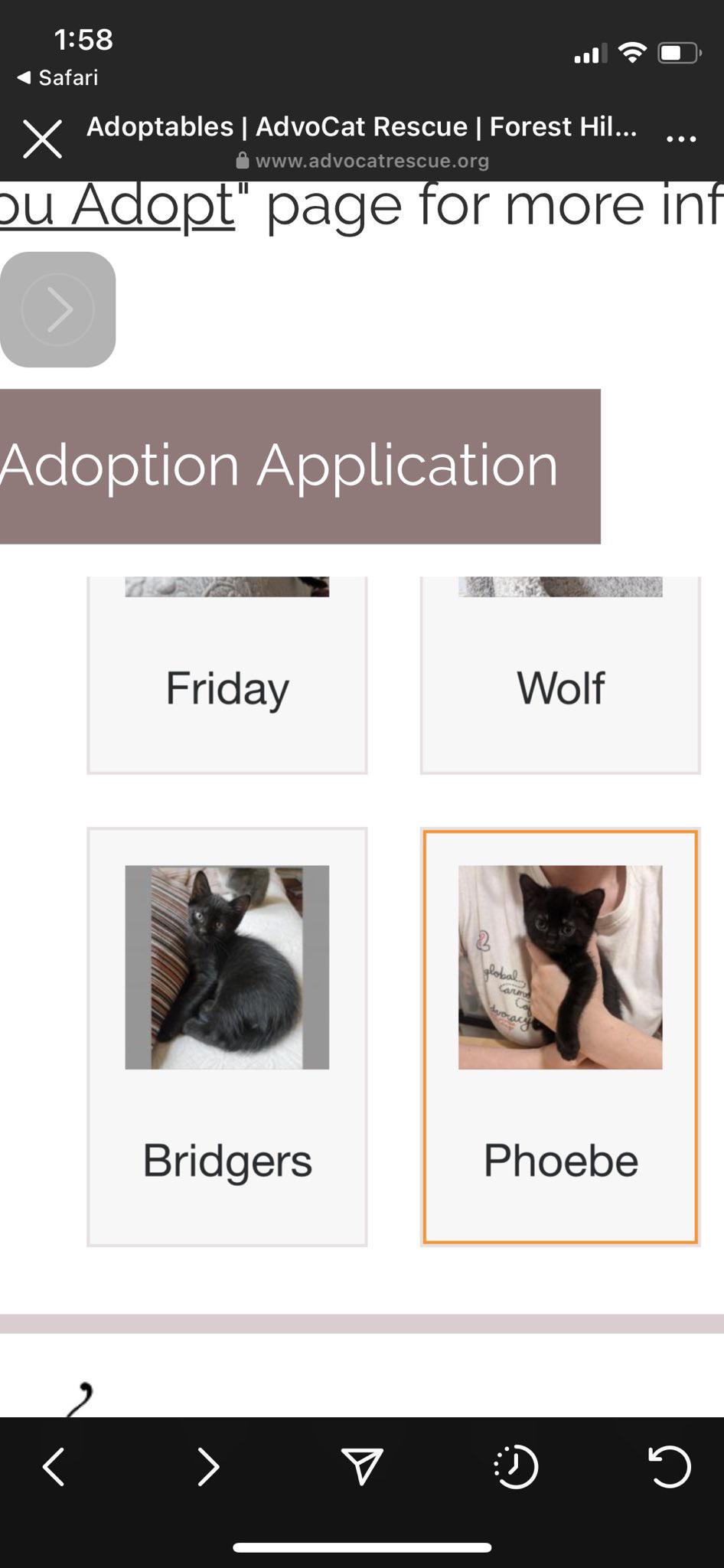 Nyc kitten adoption search | Scrolller