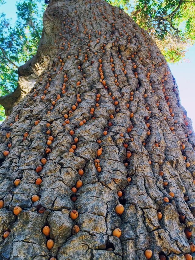 Oak Tree | Scrolller