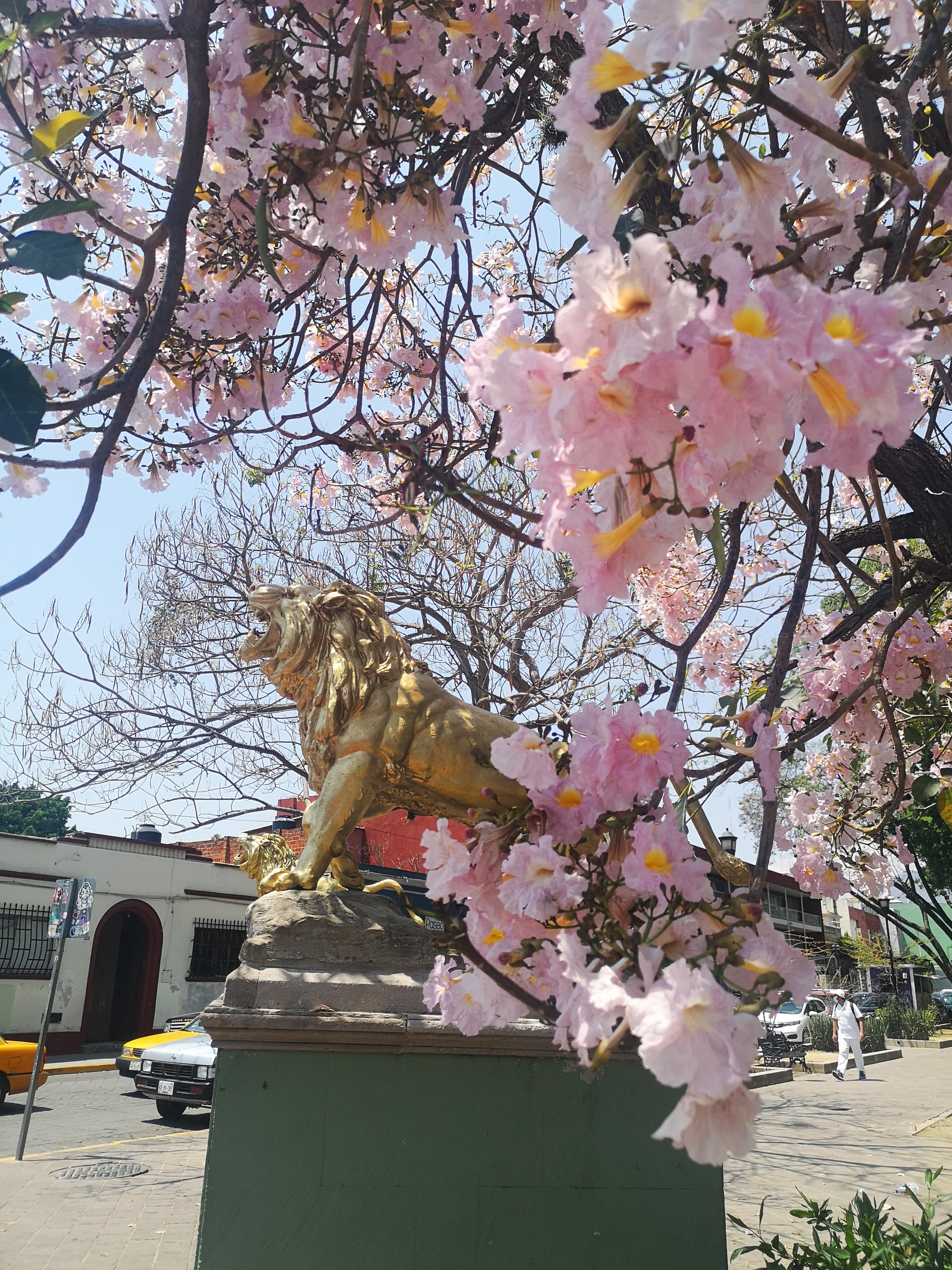 Oaxaca. Mexico. | Scrolller
