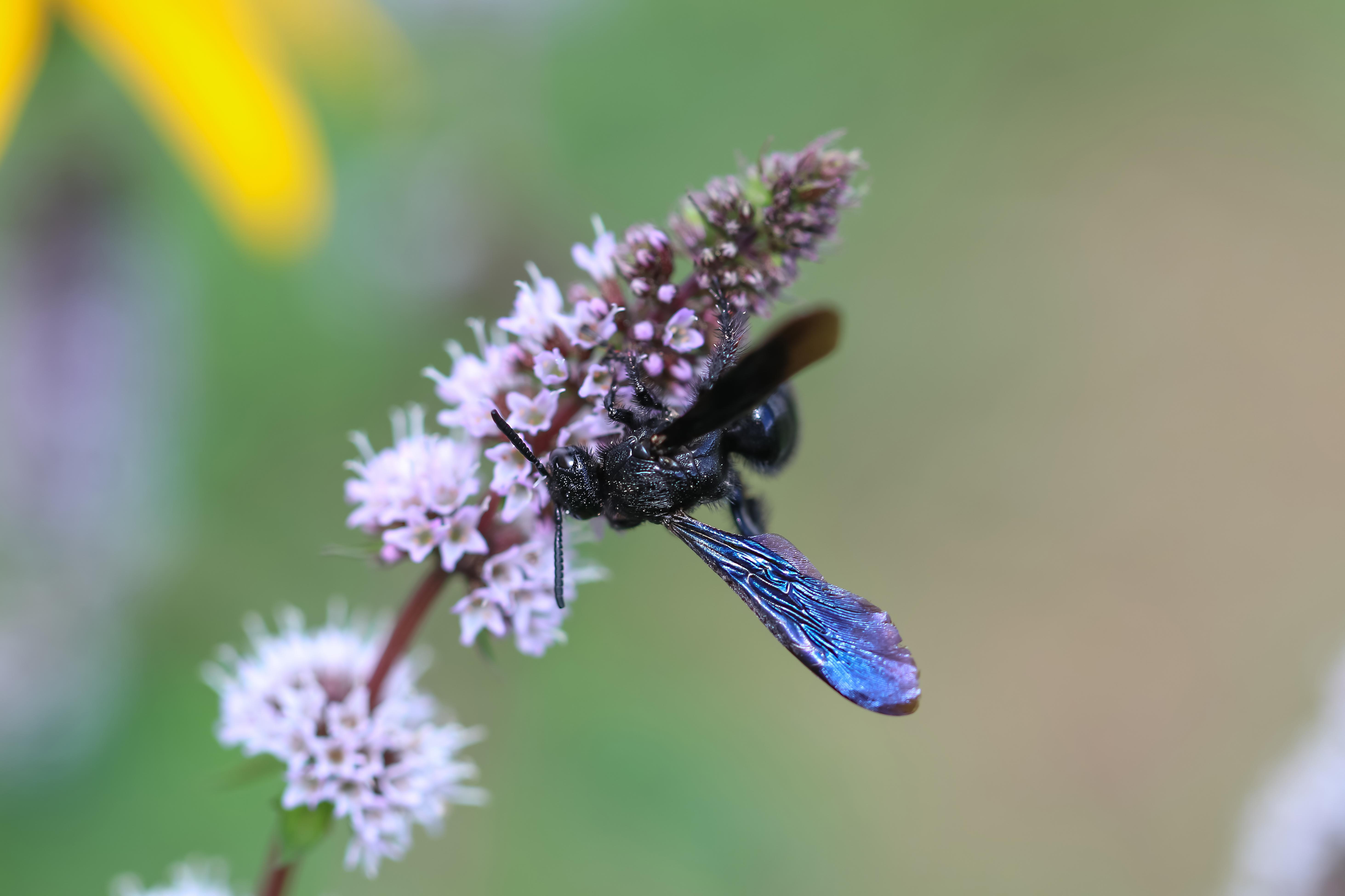 [OC] Blue Winged Hornet [5852x3901] | Scrolller