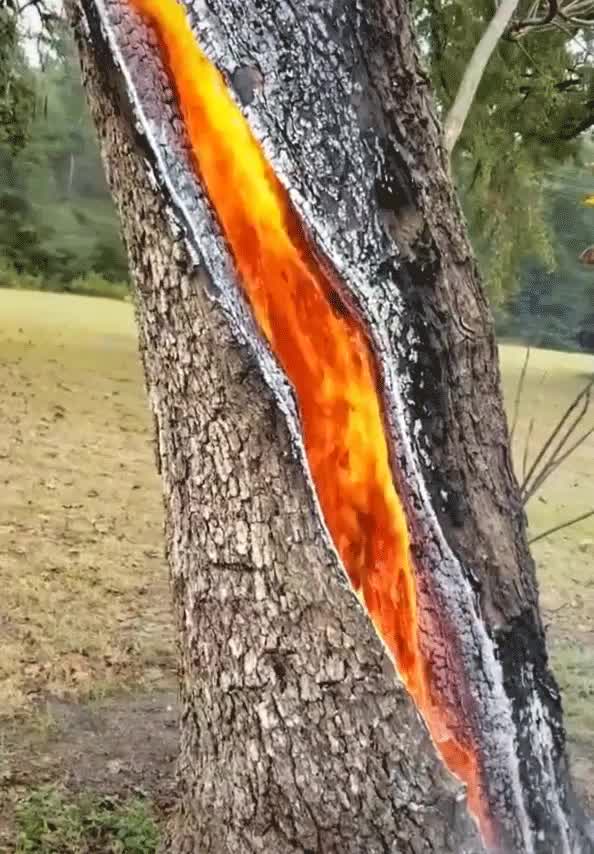 [OC]Burning tree | Scrolller