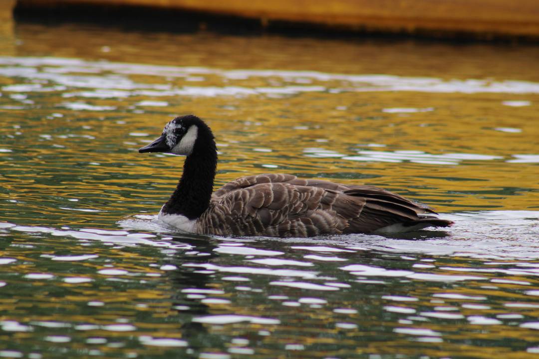 [OC] Canada Goose (Branta canadensis) - Locke Park, Redcar, North Yorkshire, UK [6000x4000 ...
