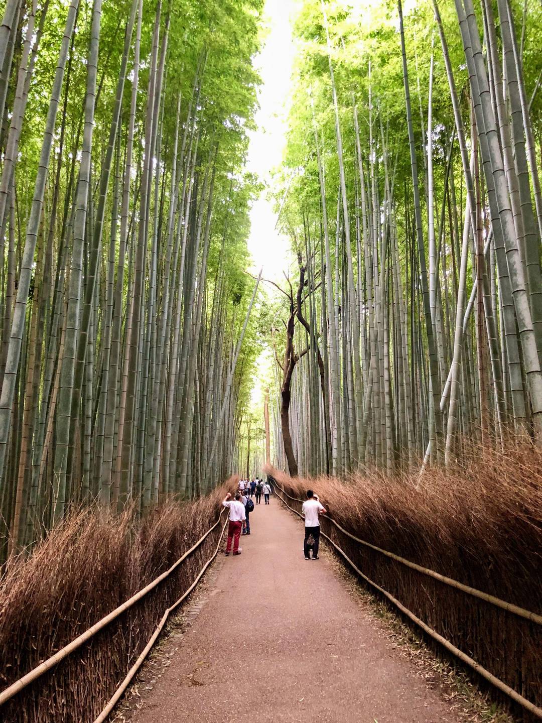 [OC] Japan - Kyoto - Arashiyama bamboo grove | Scrolller