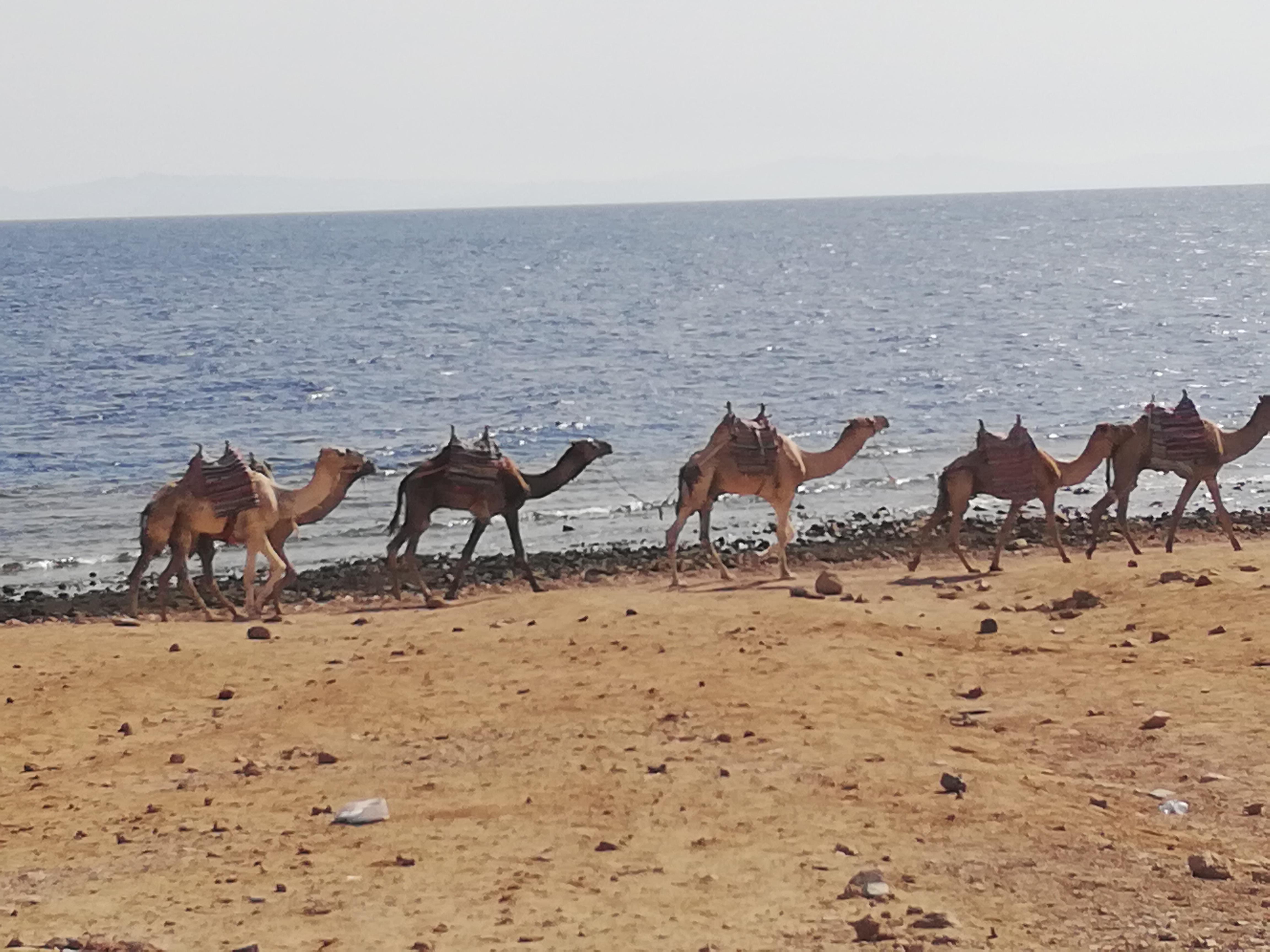 Ocean views in egypt | Scrolller