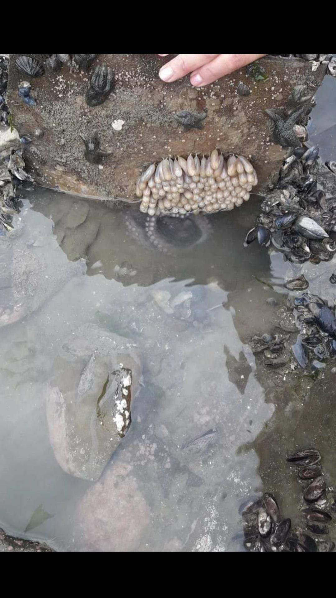 Octopus eggs | Scrolller