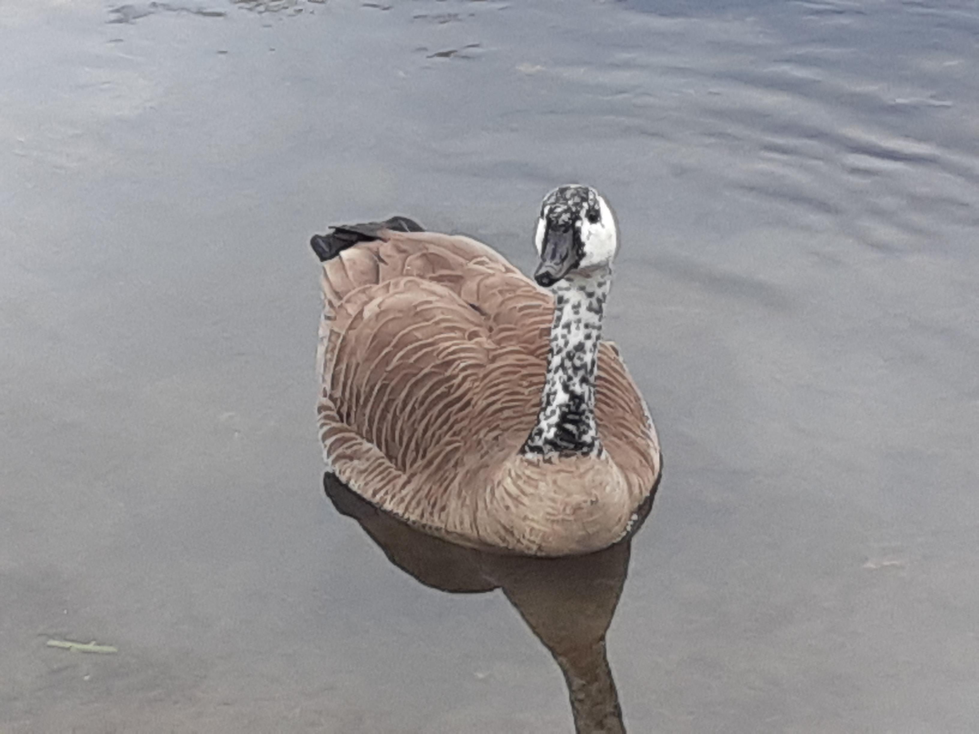 Odd canada goose coloration | Scrolller