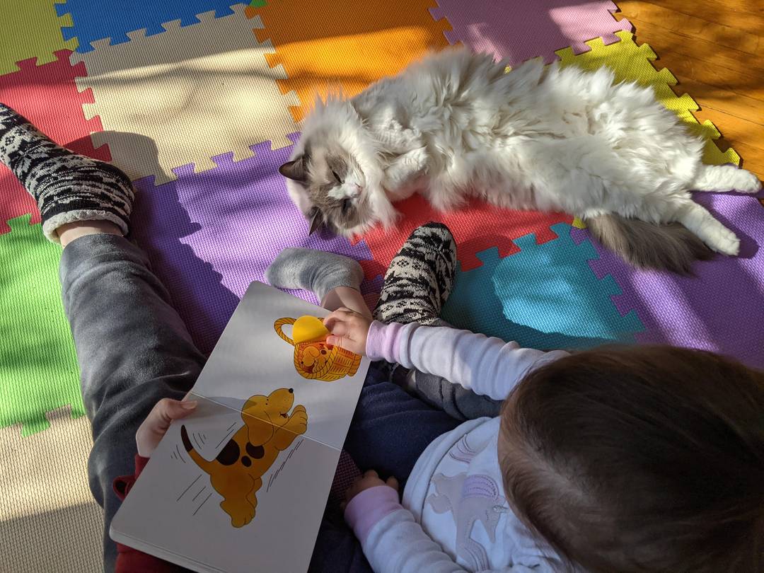 Often described as our cat-dog, Zoey follows my two year old around throughout the day just to ...