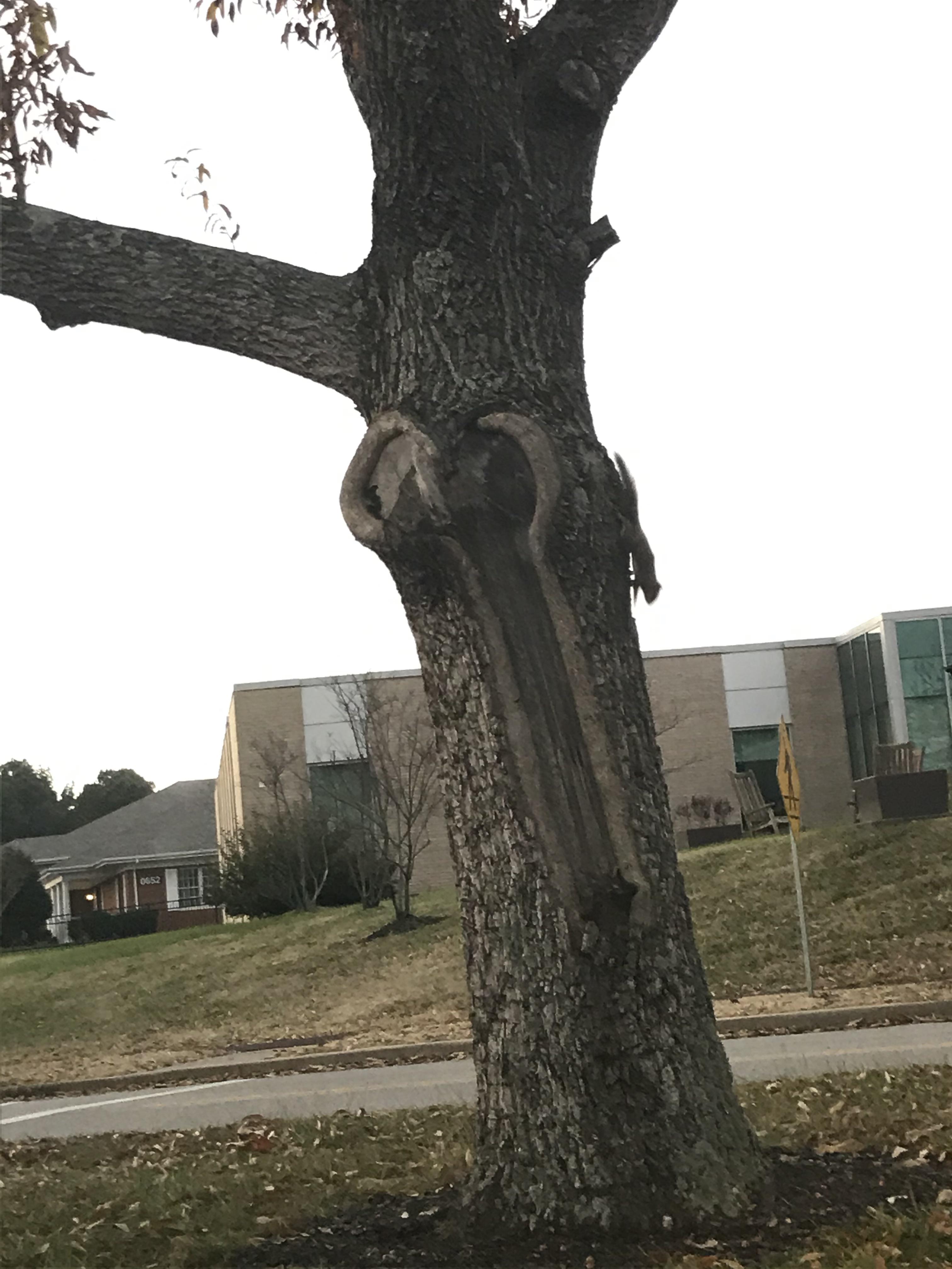 Oh my, this tree! | Scrolller