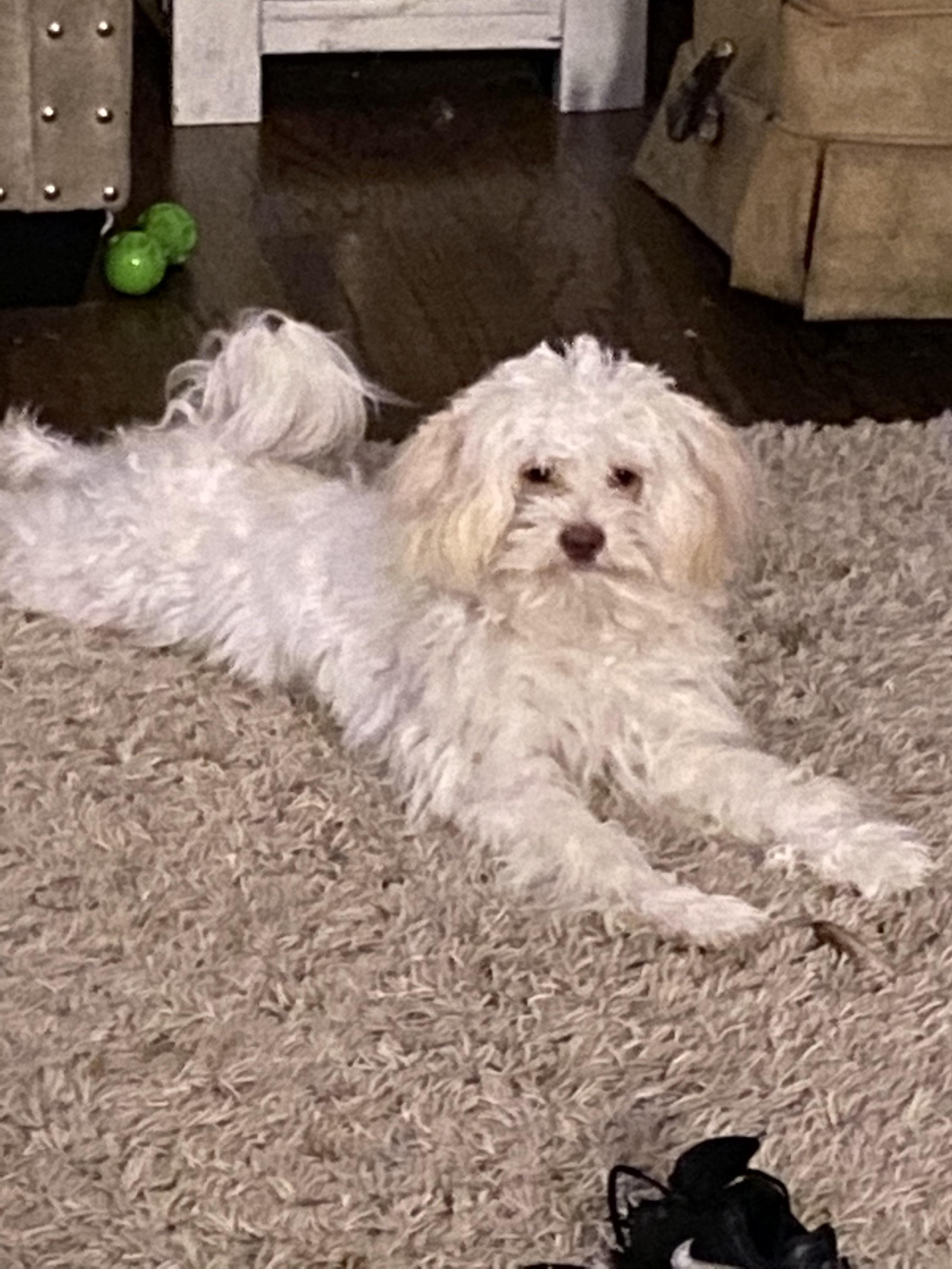 Ol Otis boy, being sassy and majestic. | Scrolller