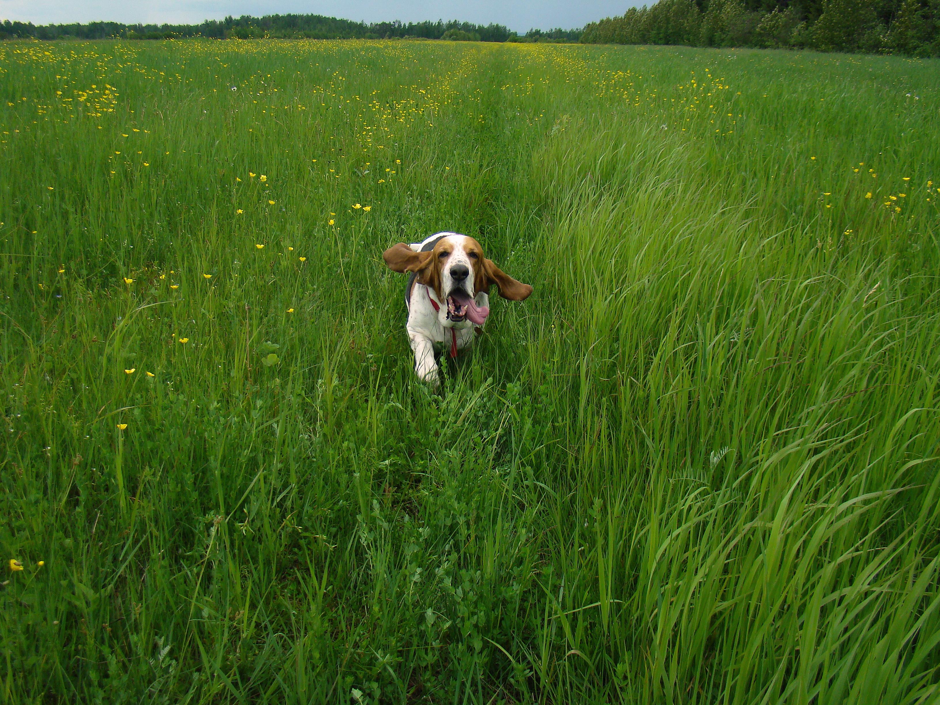 Old Eliot jumping through the fields | Scrolller