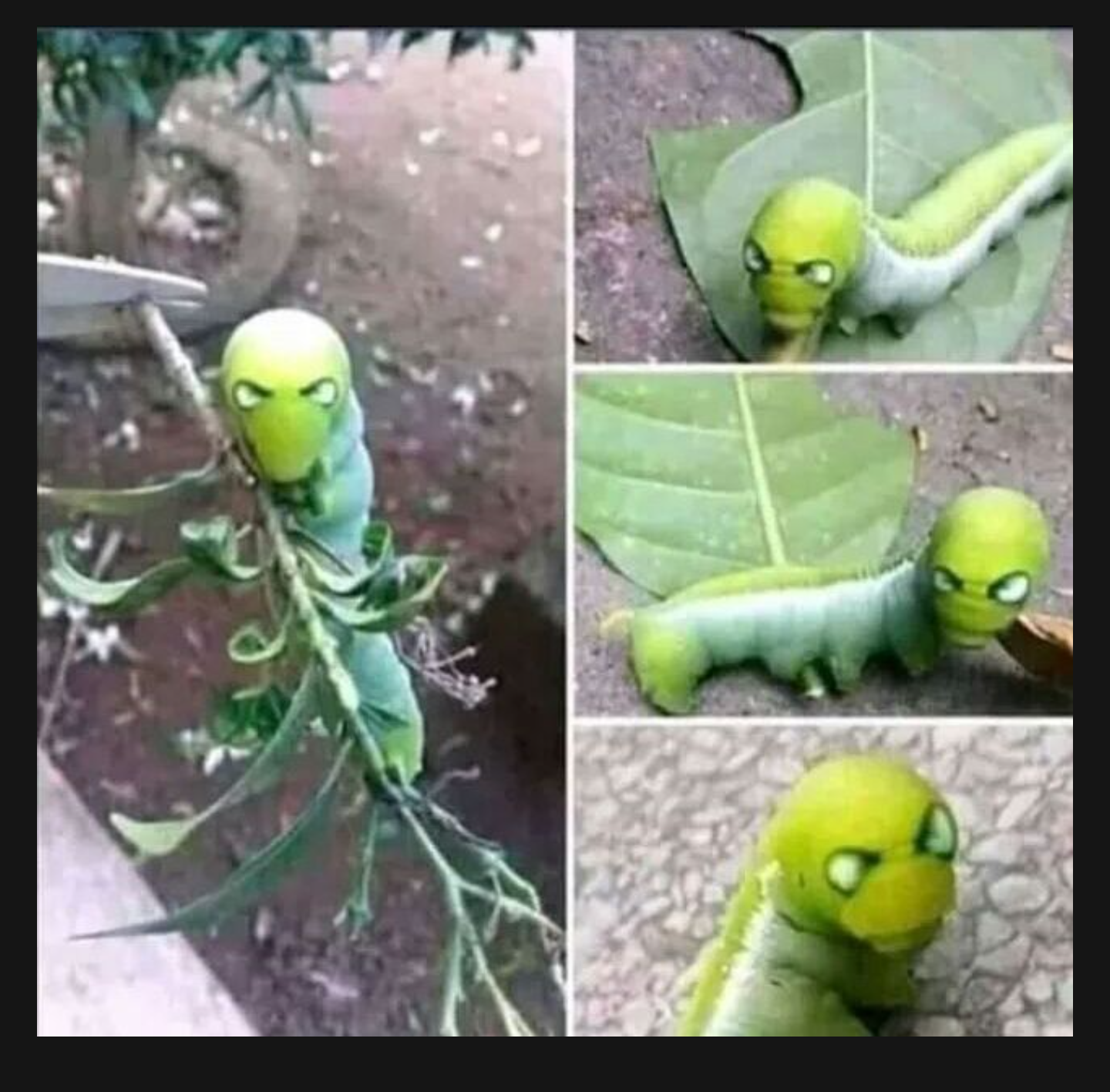 Oleander hawk moth with iron man face marking | Scrolller