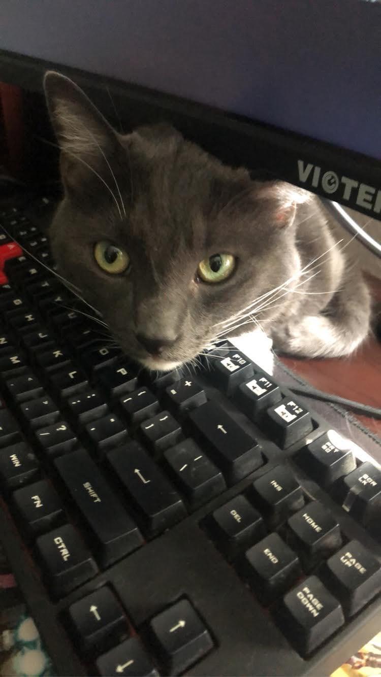 Oliver is convinced the keyboard is a pillow | Scrolller
