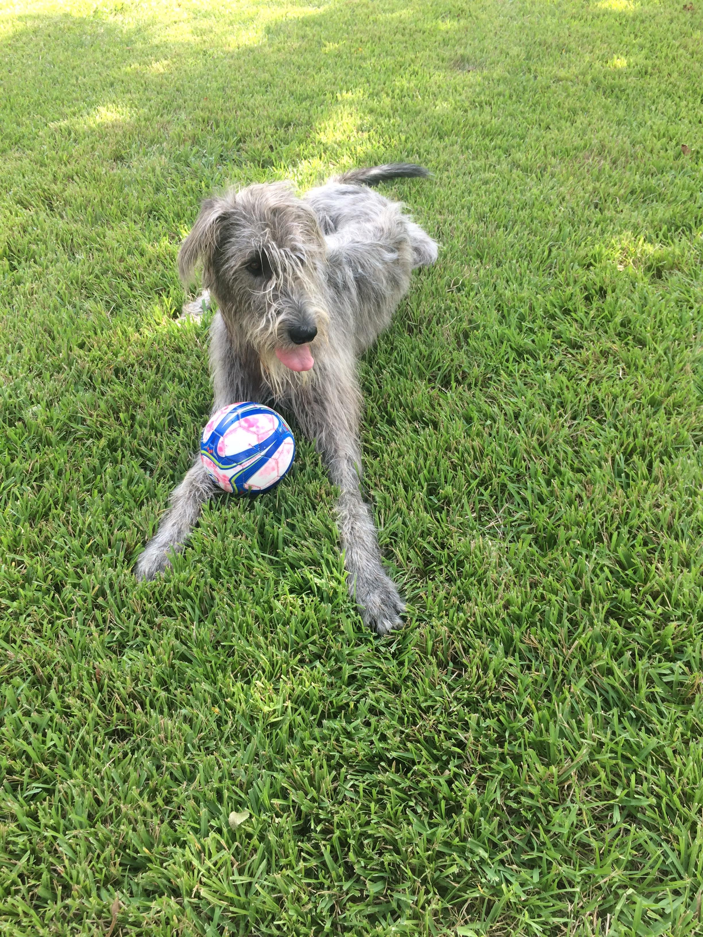 Oliver loves his soccer ball | Scrolller