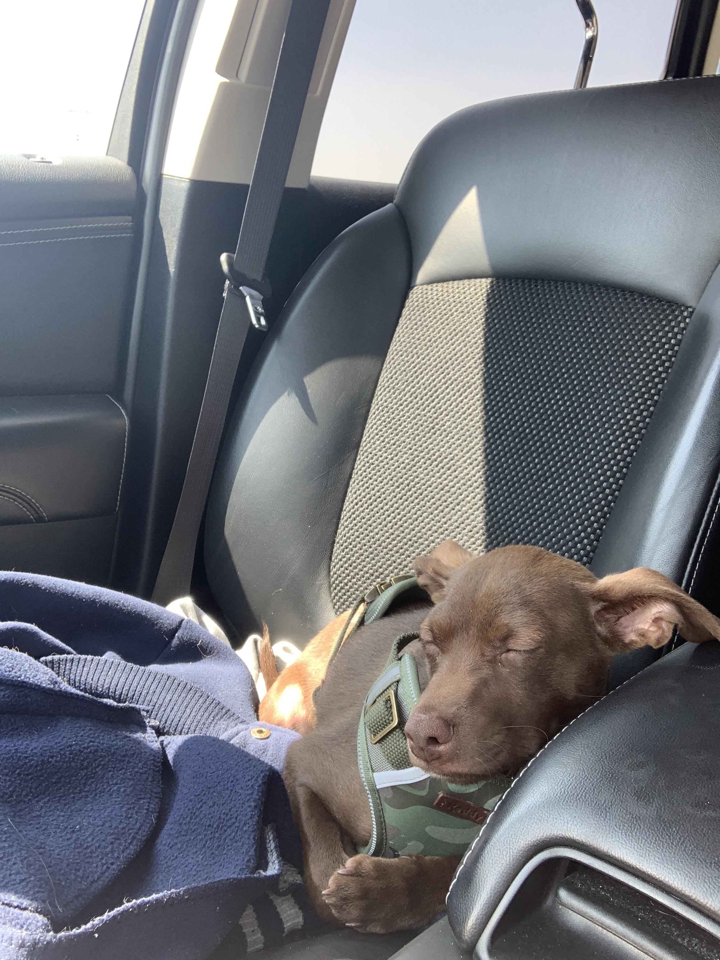 On the way home from getting his shots. | Scrolller
