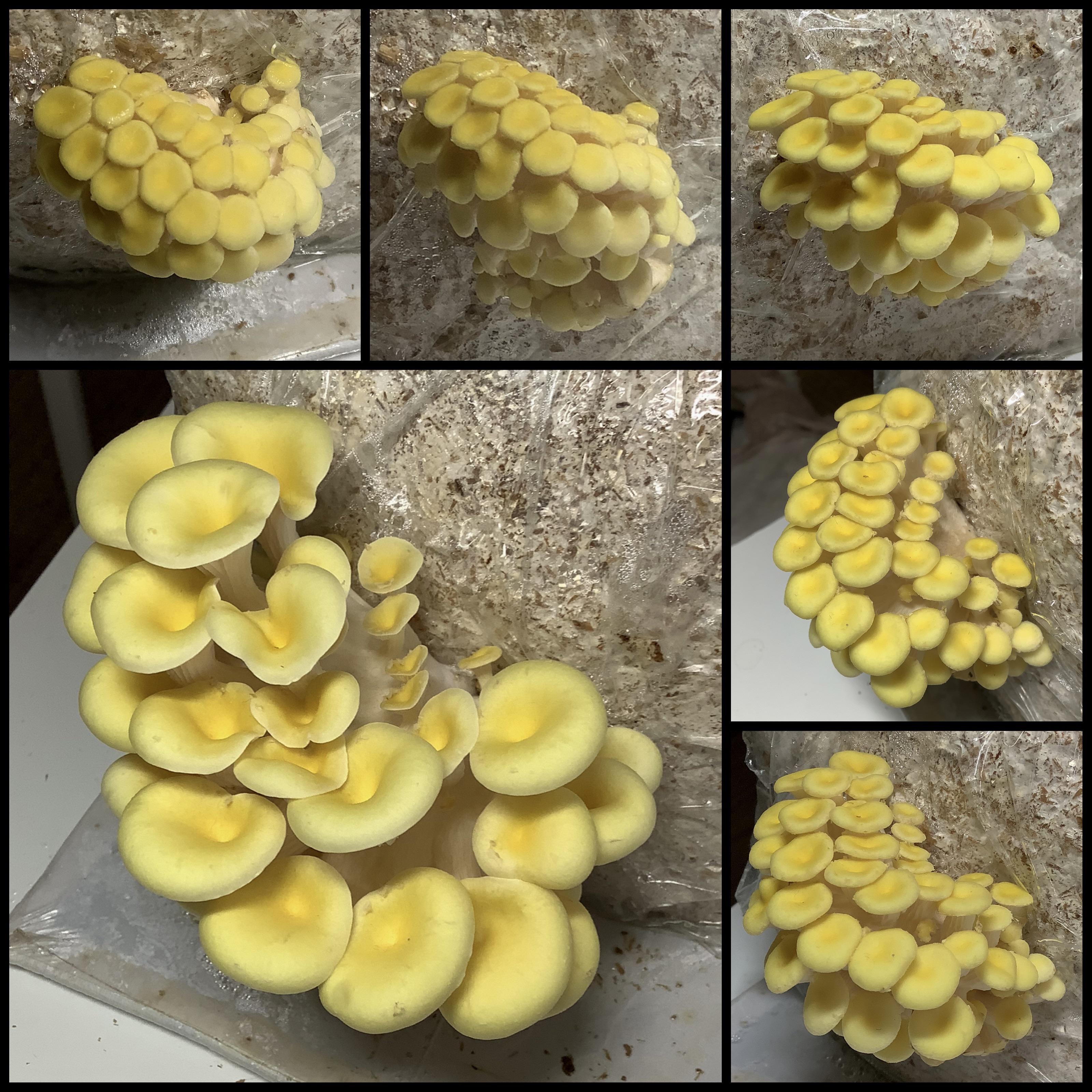 One days worth of growth! [gourmet] | Scrolller