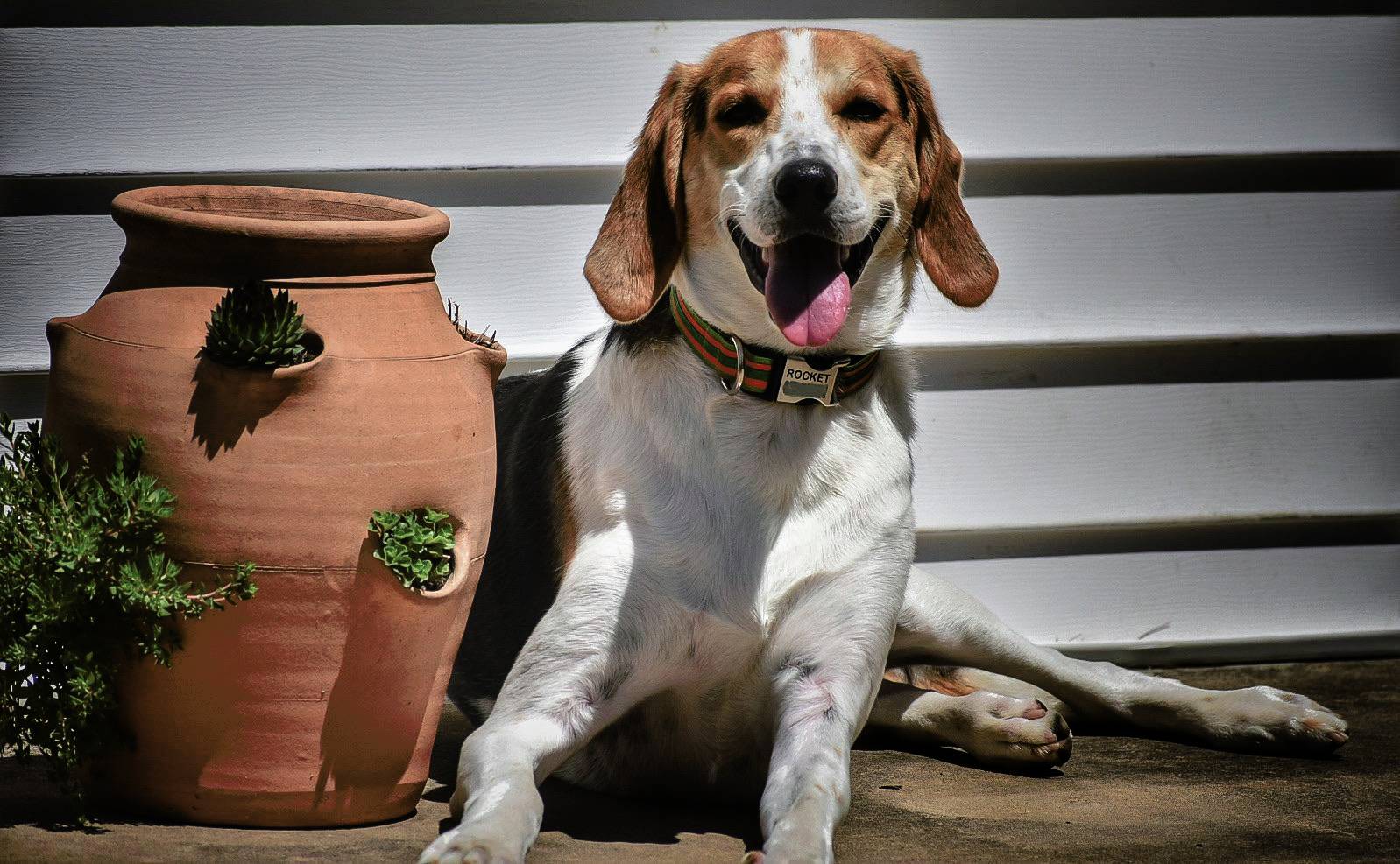 One happy Hound | Scrolller