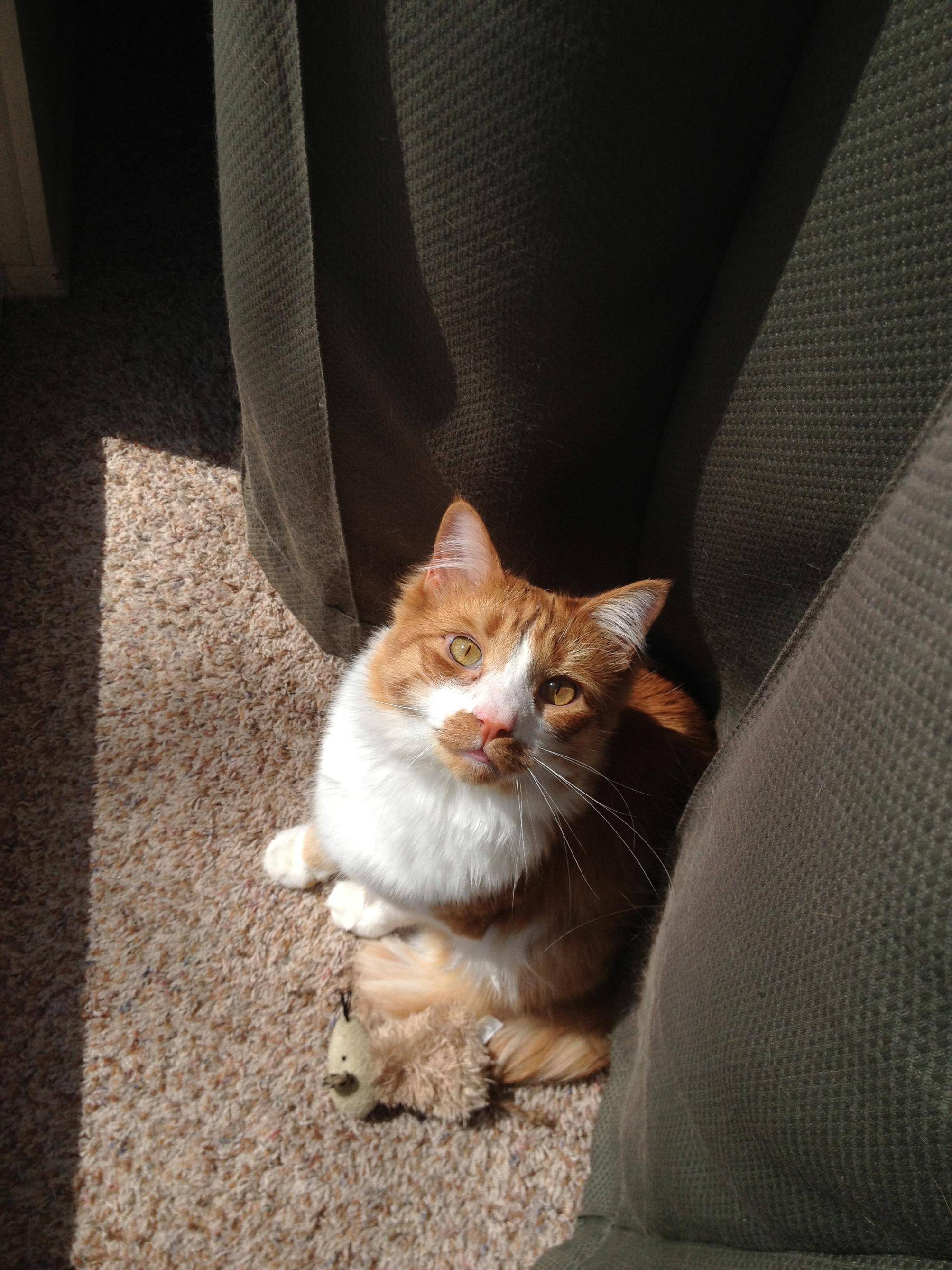 One of my best friend's cats went missing, could you keep your eyes open for him? | Scrolller