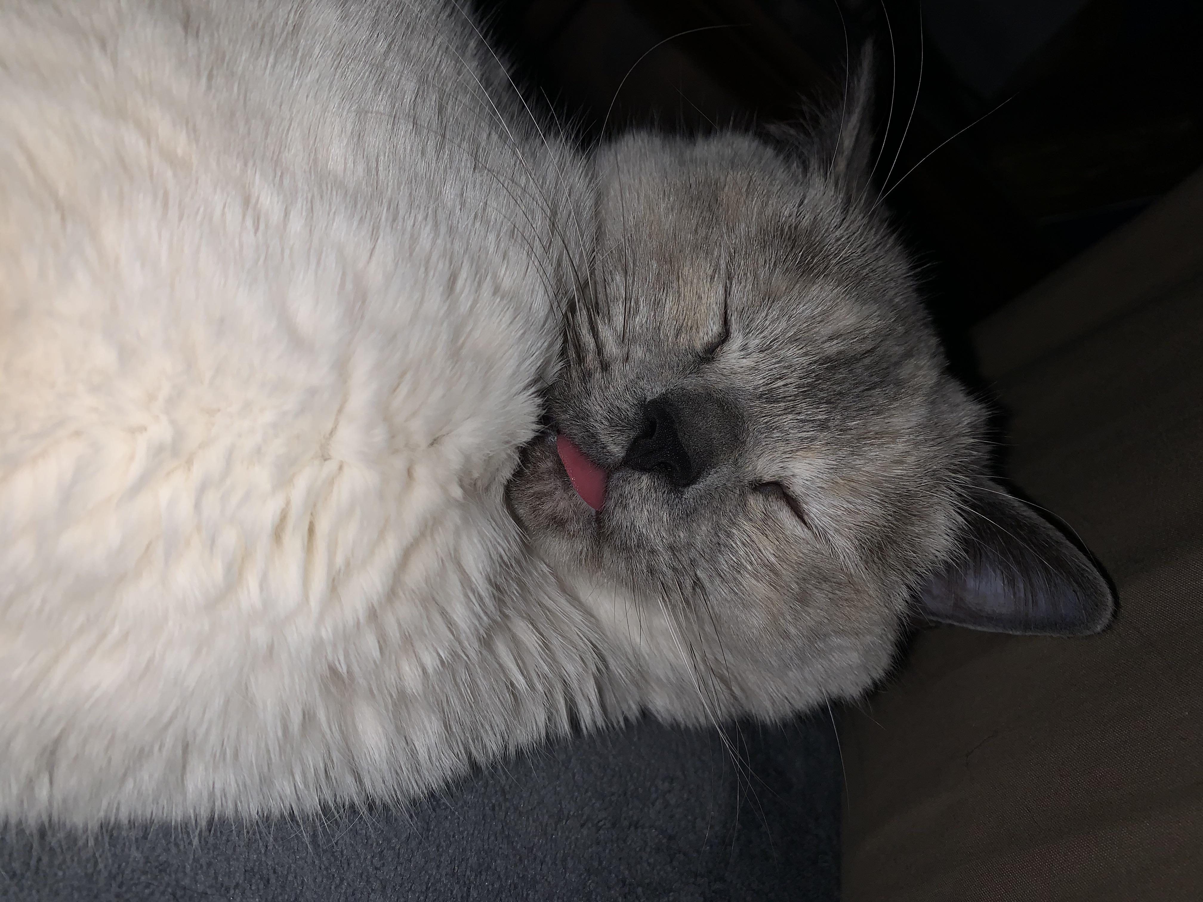 One of my cats | Scrolller