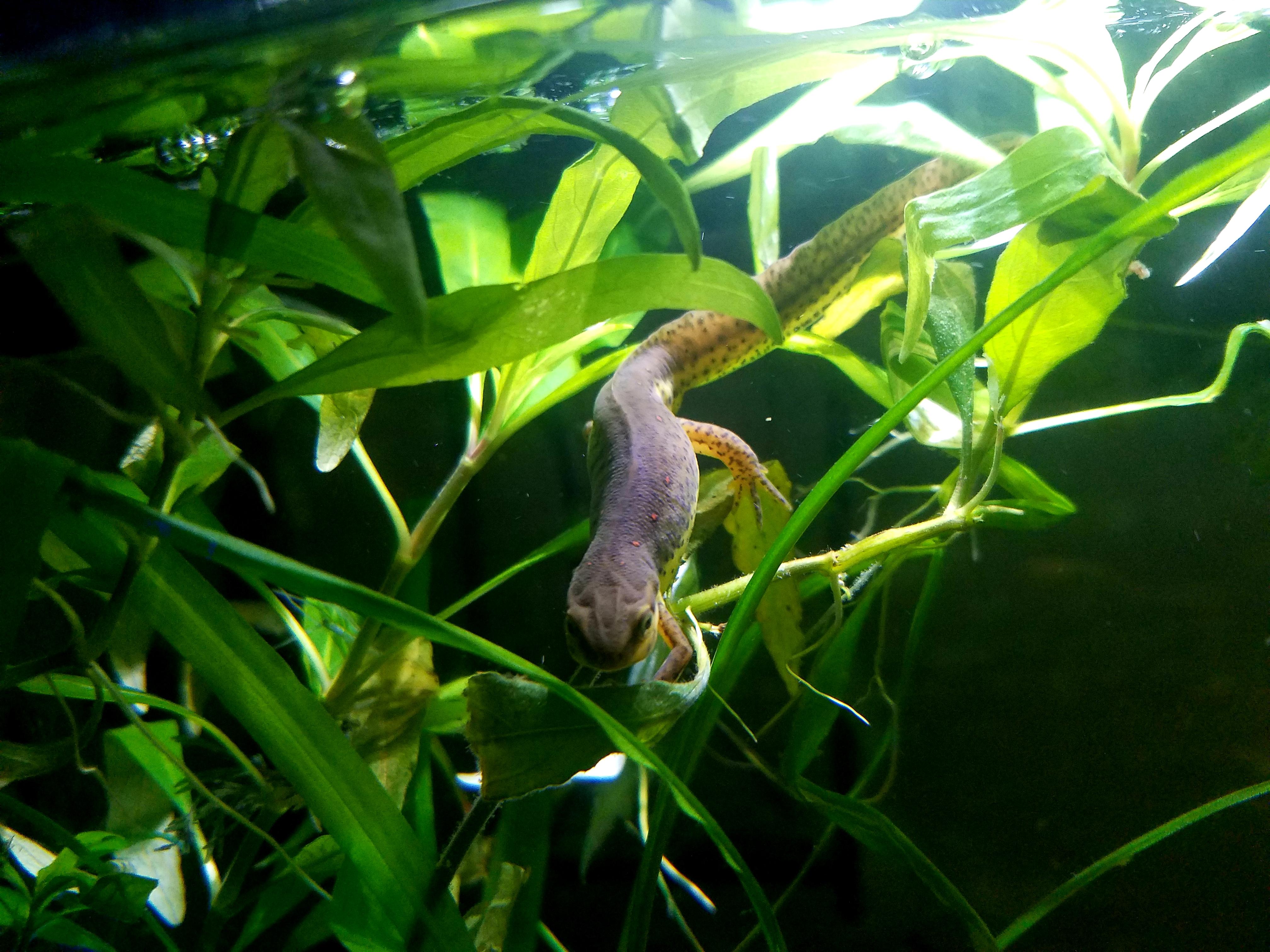 One of my Eastern Newts hanging out in his favorite live plant | Scrolller