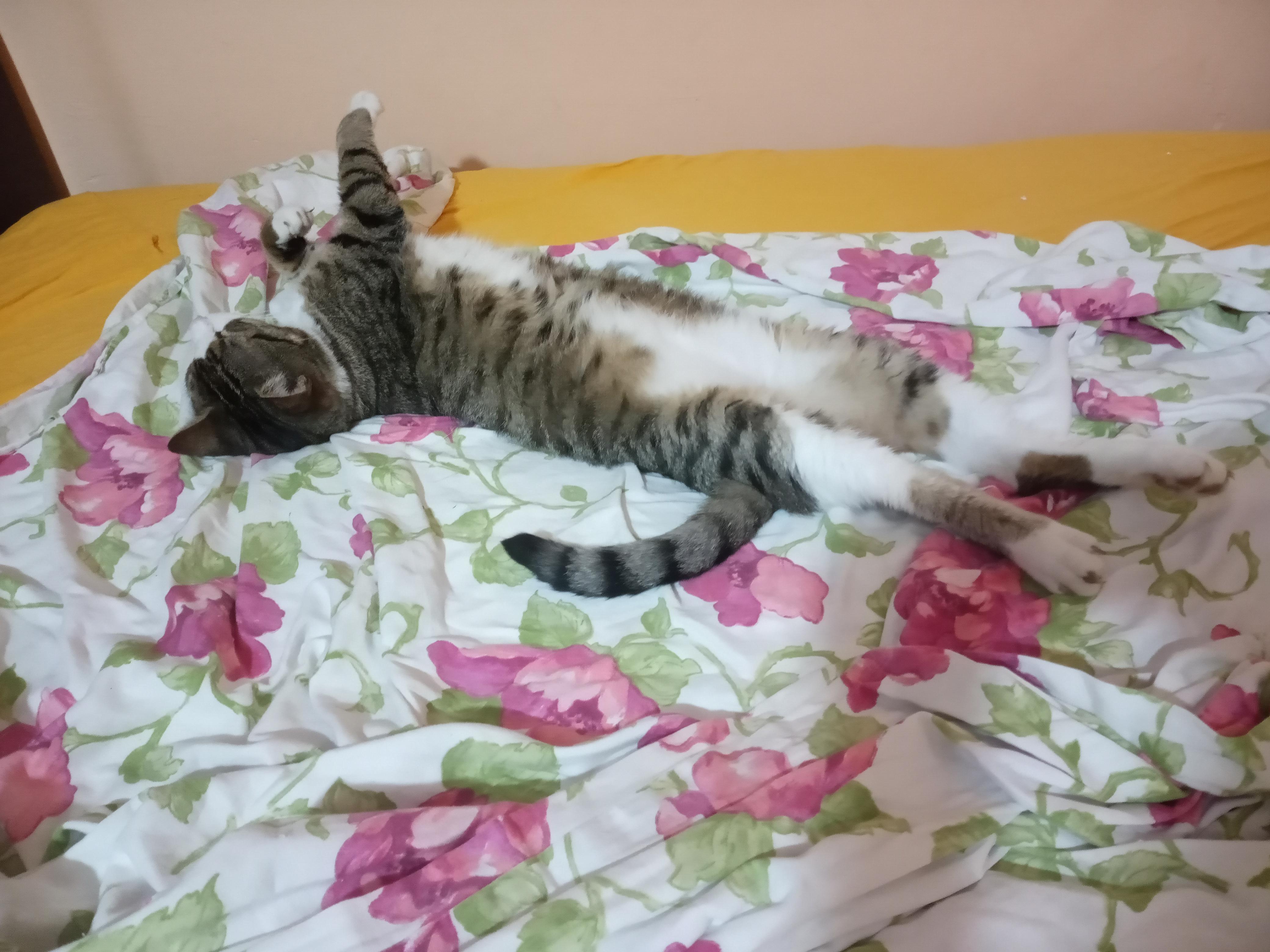 One of Stefan's usual sleeping positions | Scrolller