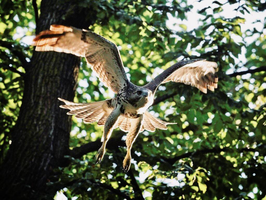 One of Tompkins Square Park’s (NYC) Red Tailed Hawks | Scrolller