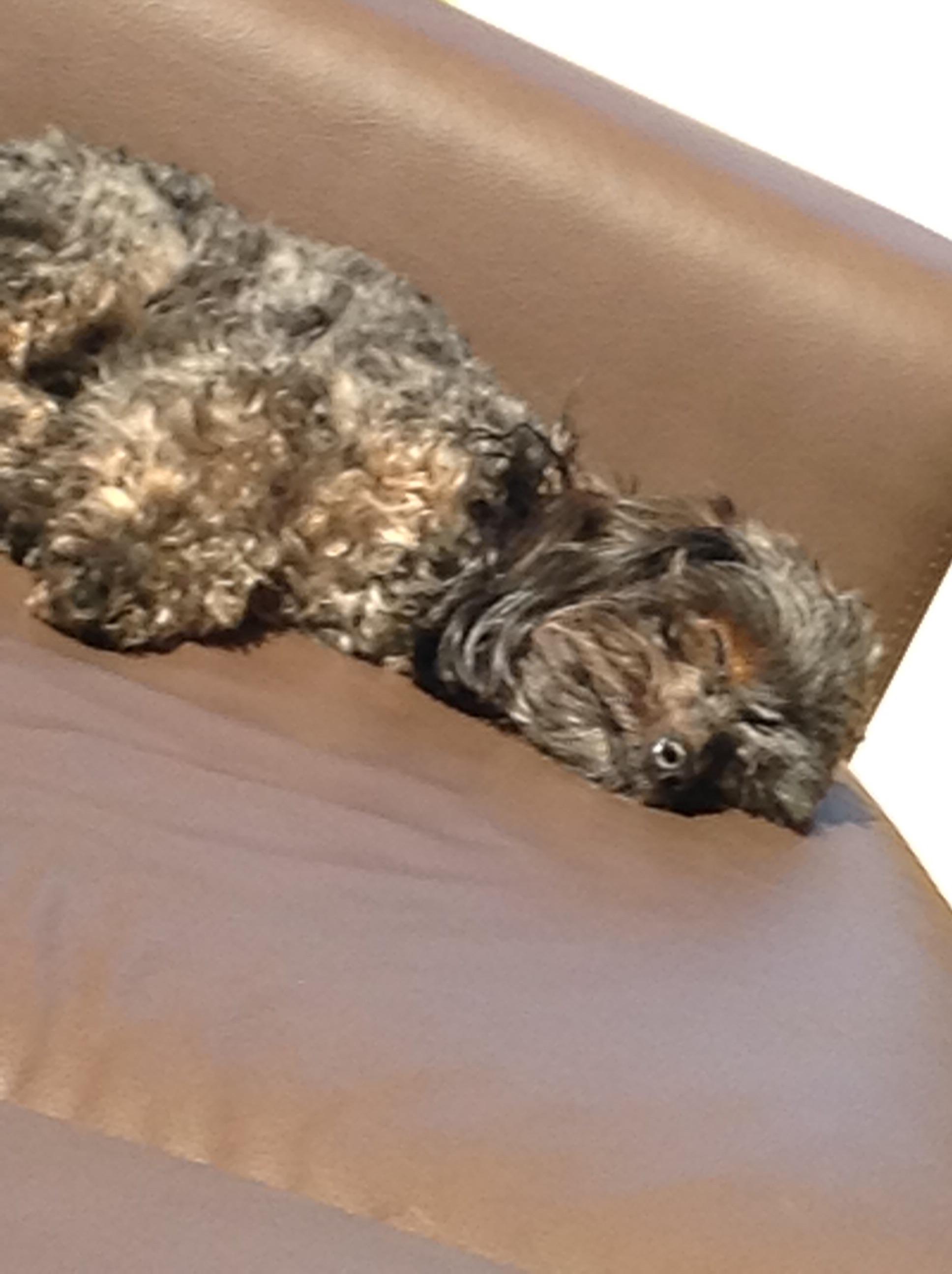 One Sleepy Pupper | Scrolller