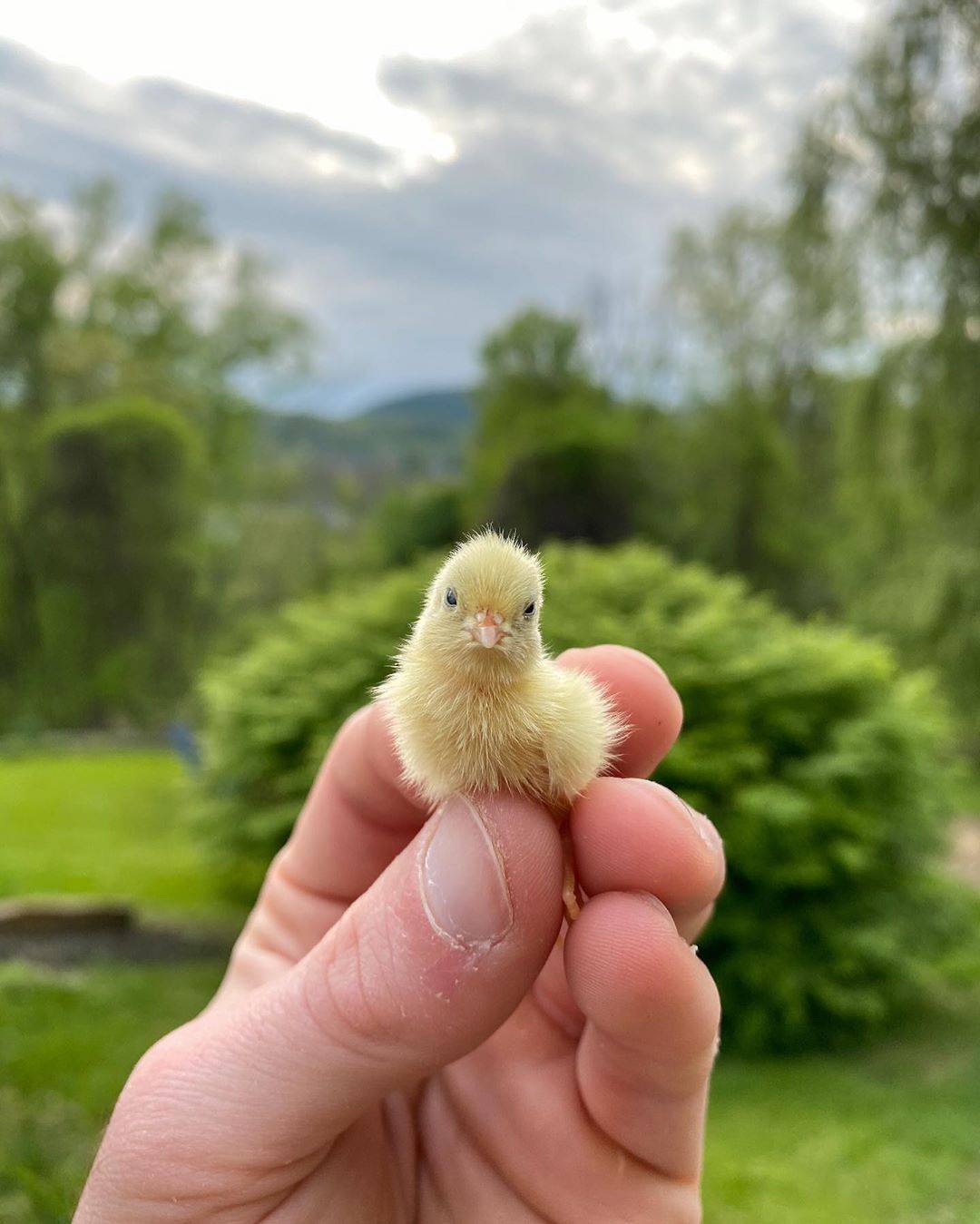 One smol chick for birbkind | Scrolller