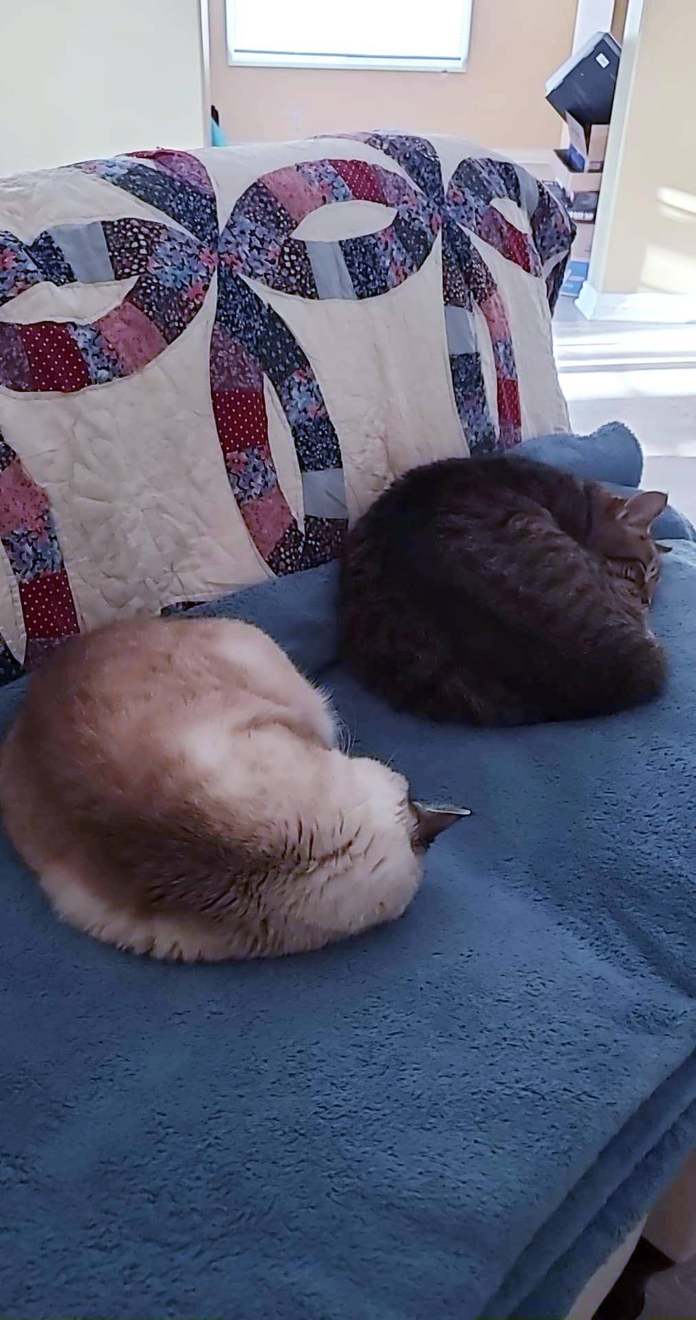 One standard issue catbun and his nonstandard sister | Scrolller