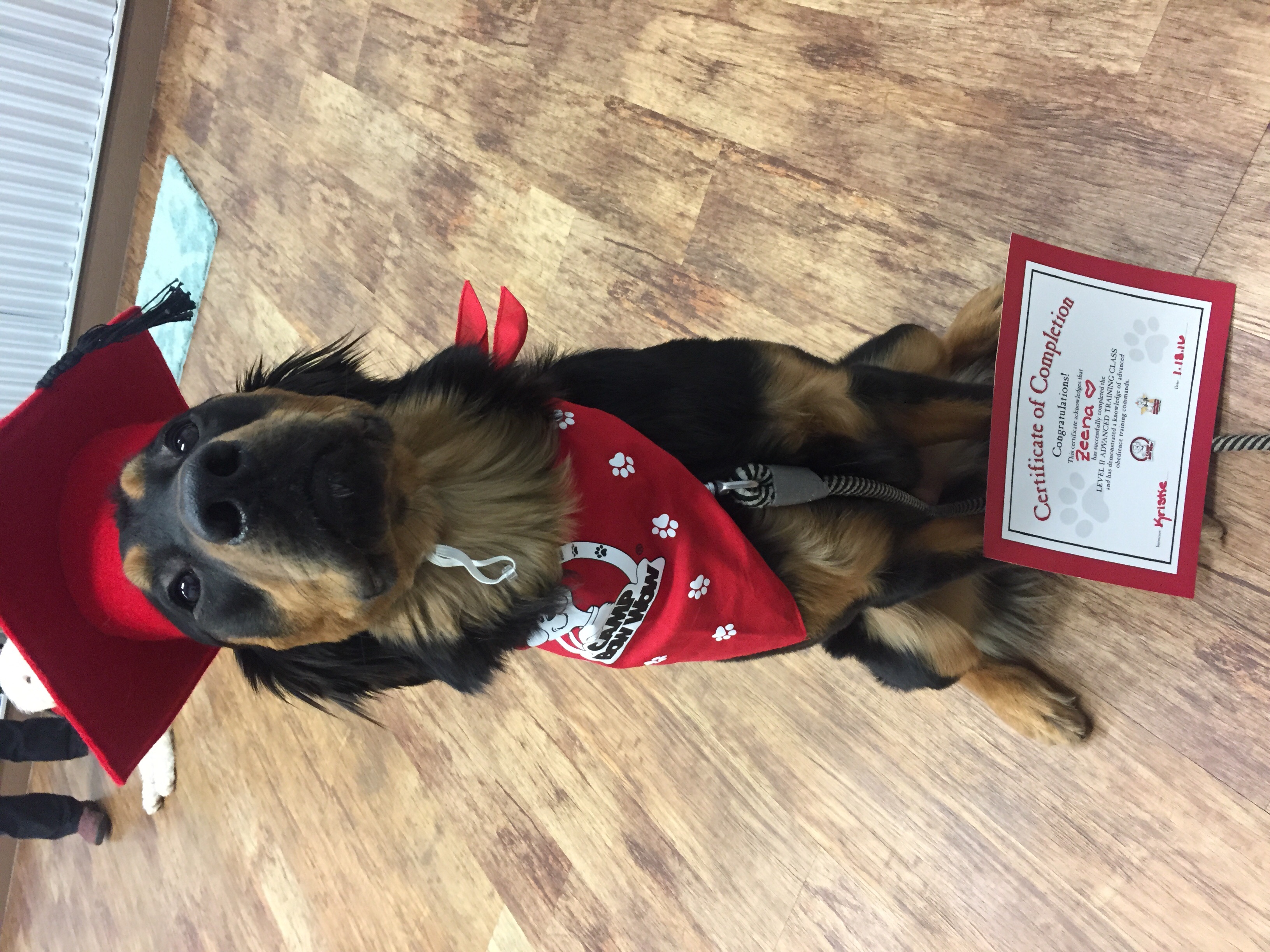One year old Golden Retriever/Rottweiler mix graduates Level 2 advanced ... One year old Golden Retriever/Rottweiler mix graduates Level 2 advanced ...