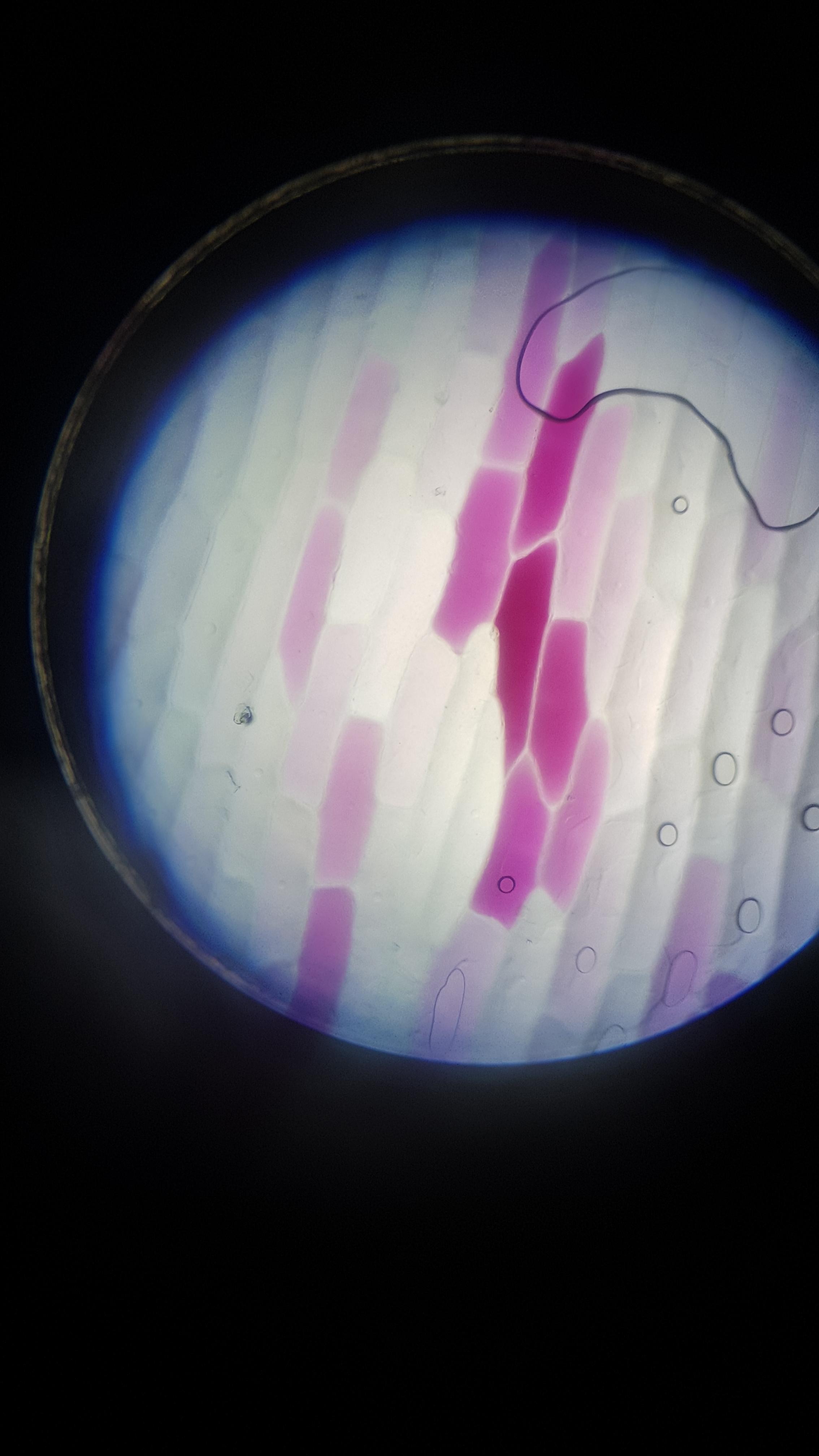 Onion under the microscope | Scrolller