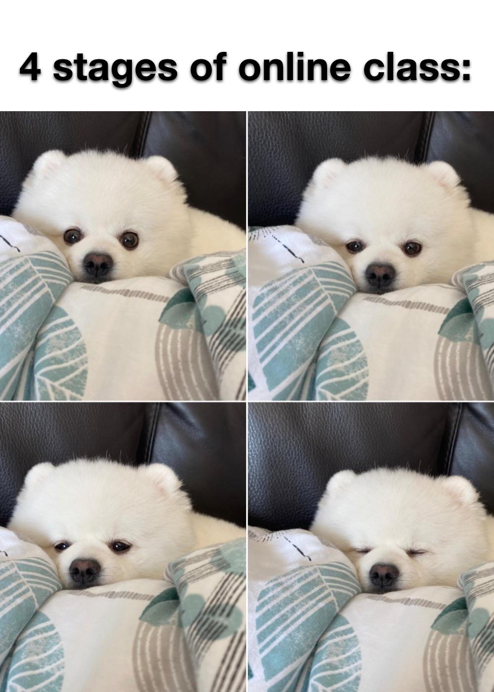 Online classes are hard | Scrolller