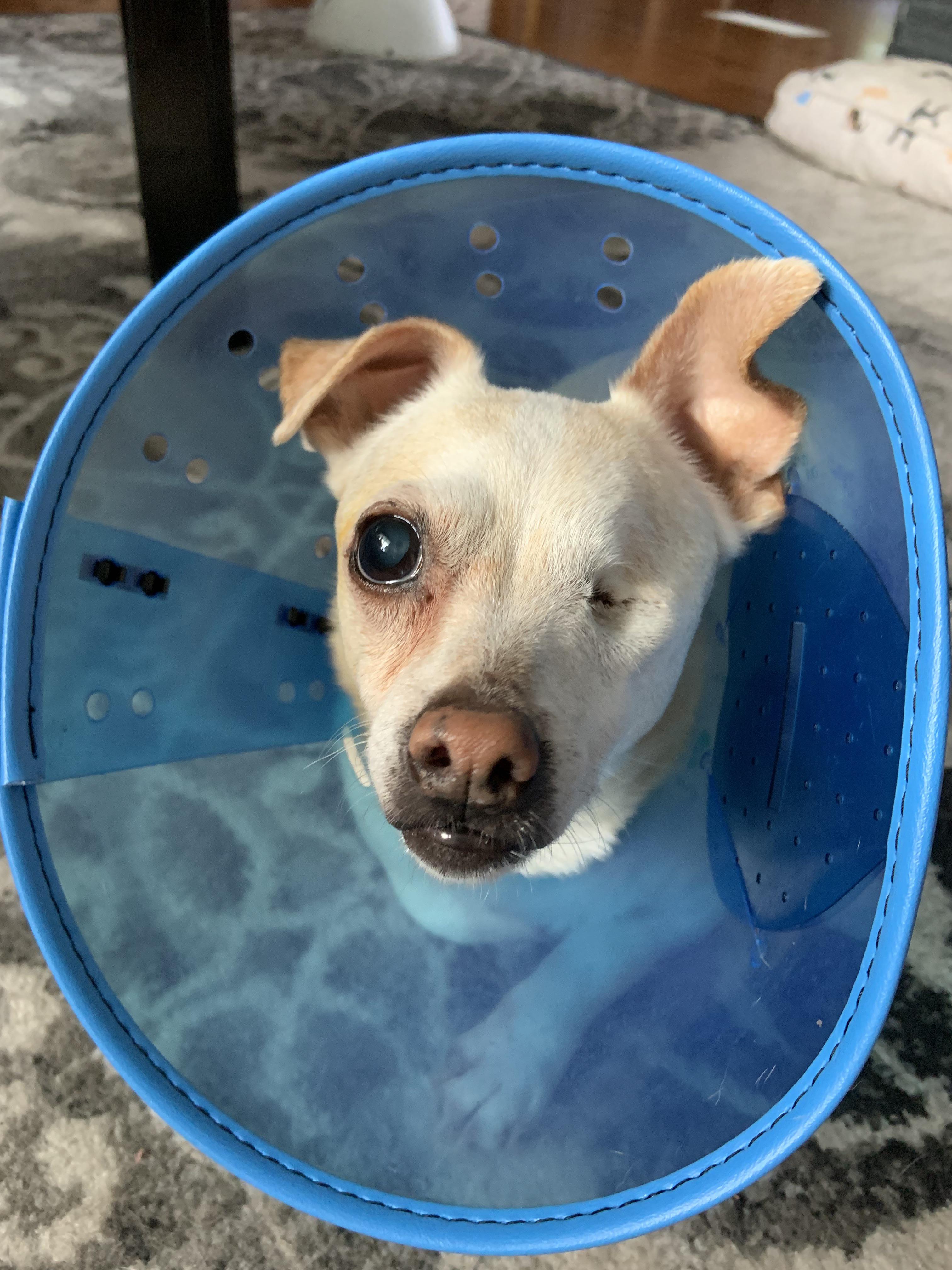 Only one eye left and she decides to scratch an ucler into it 😔 | Scrolller