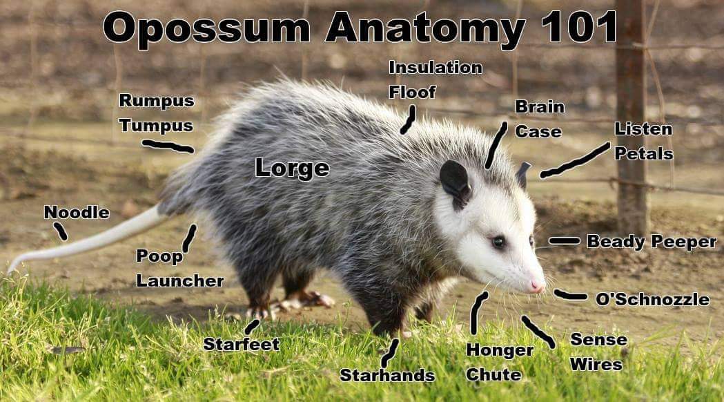Opossum Anatomy 101 | Scrolller