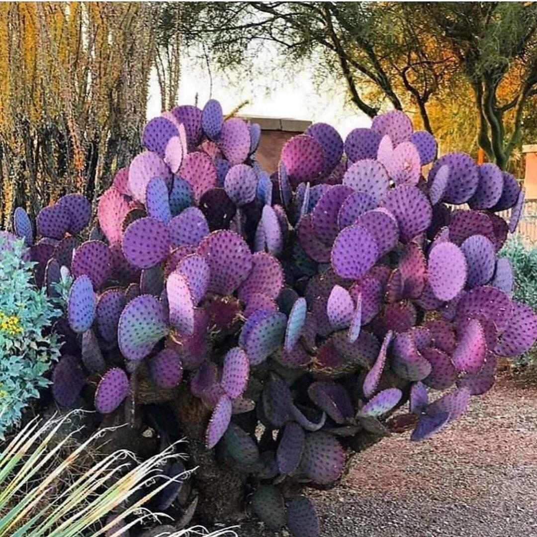 Opuntia Macrocentra. The purple prickly pear cactus. Betacyanins cause the color | Scrolller