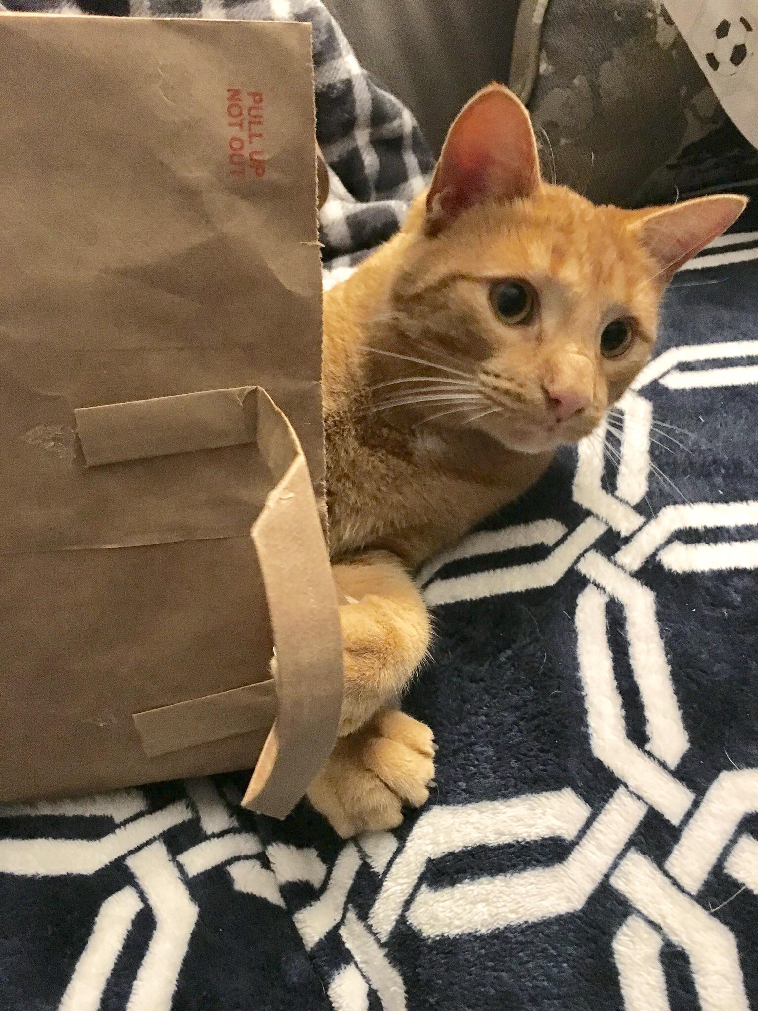 Orange cat in a bag | Scrolller