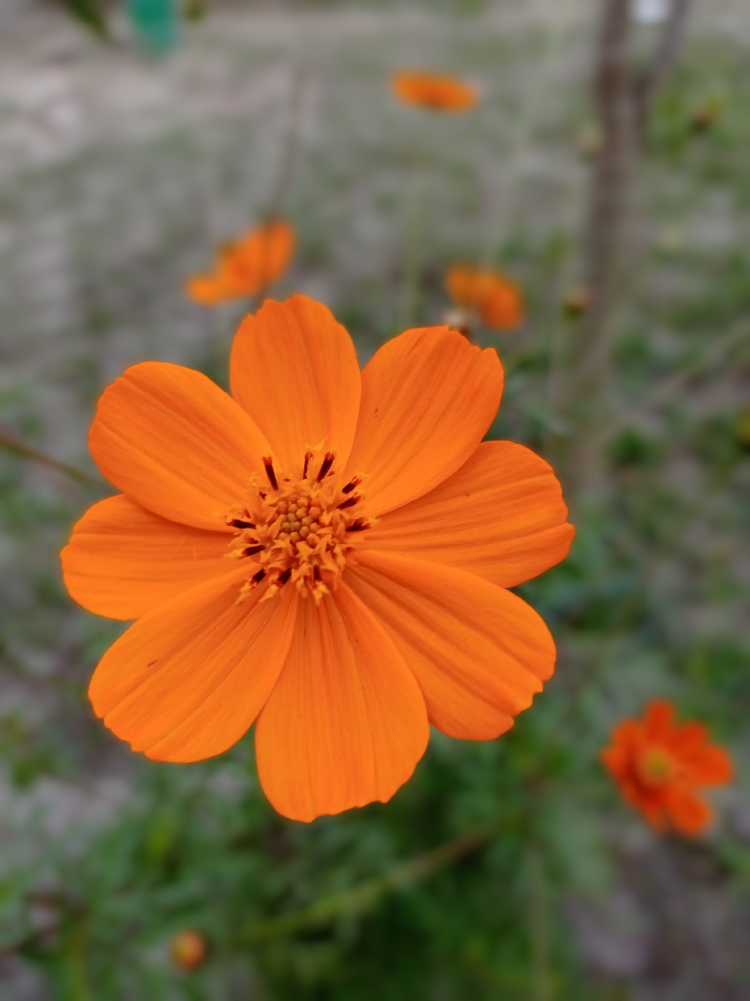 Orange Cosmo | Scrolller