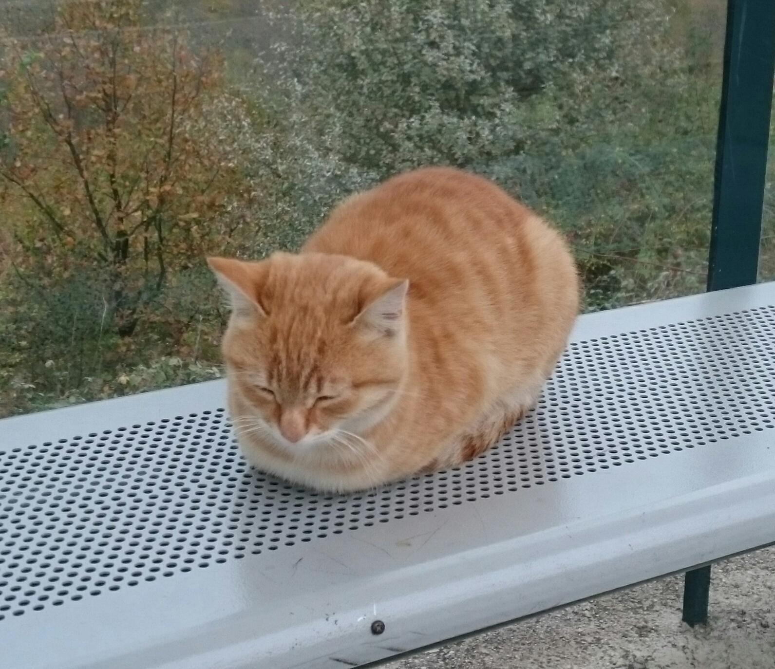 Orange Loaf | Scrolller
