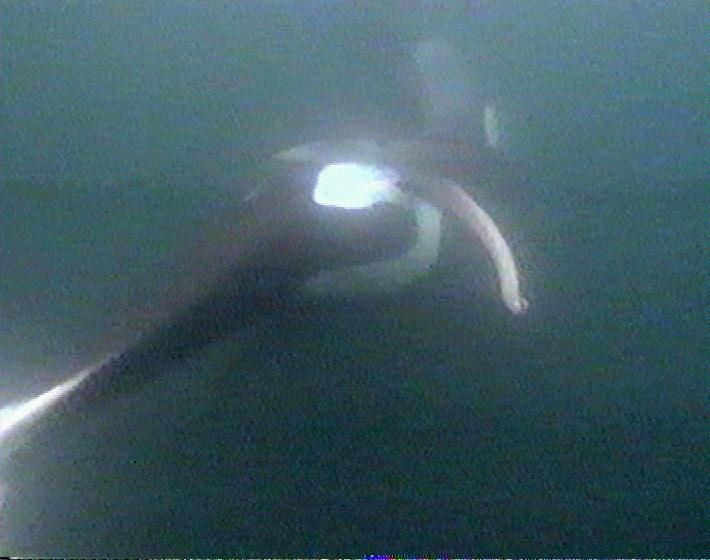 Orca showing off for the divers. | Scrolller