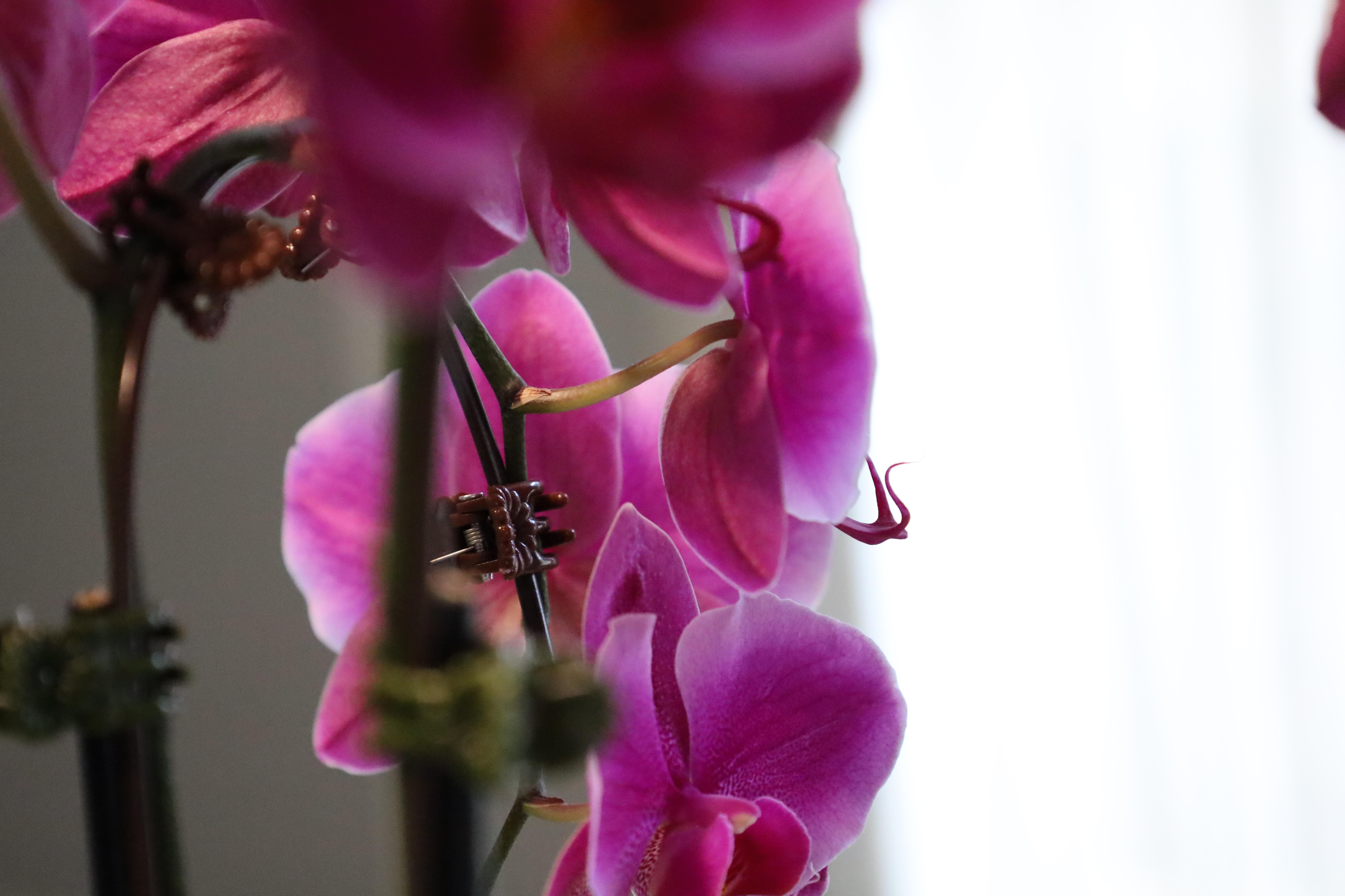 Orchids! | Scrolller