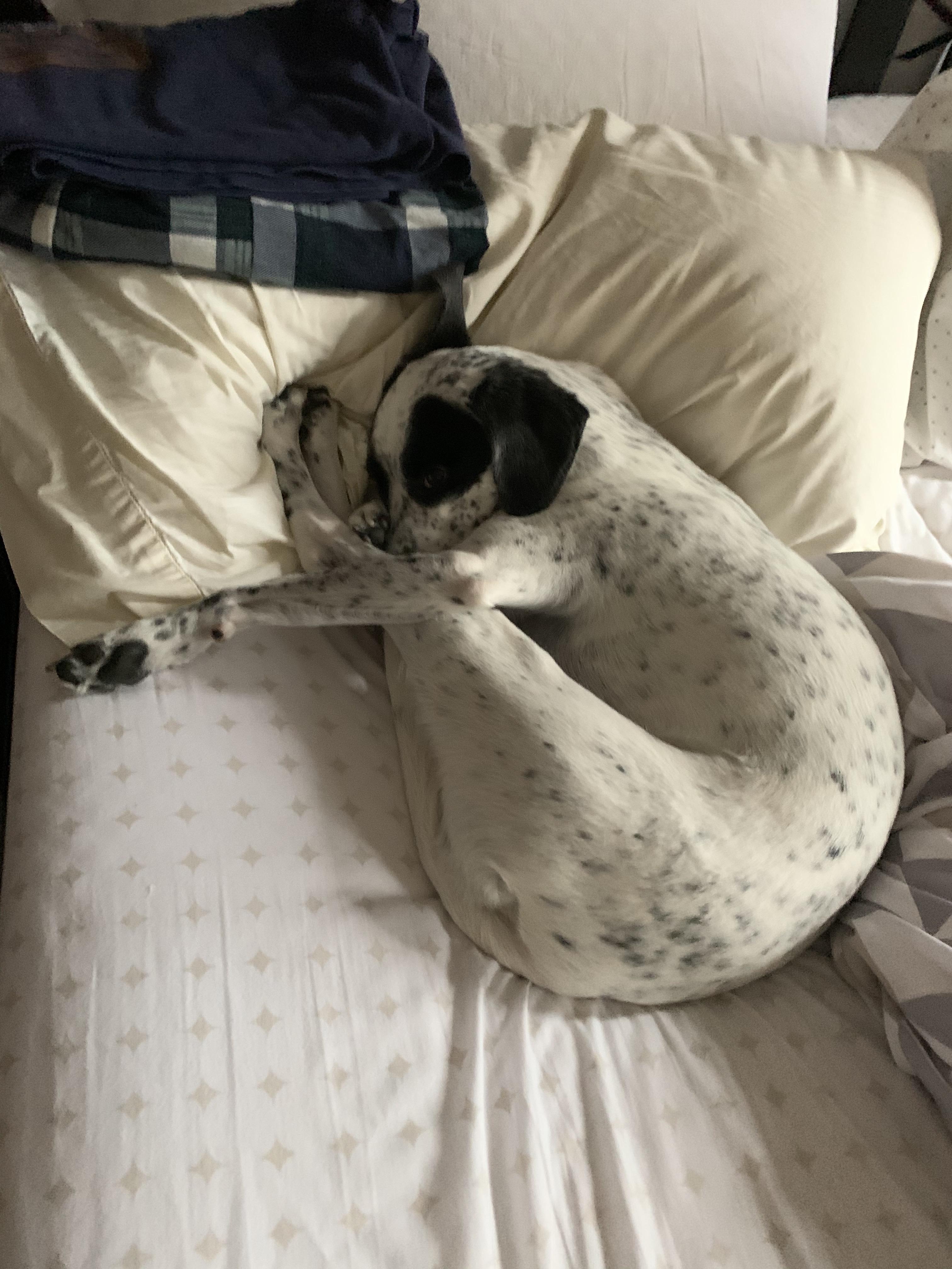 Oreo drumsticks | Scrolller