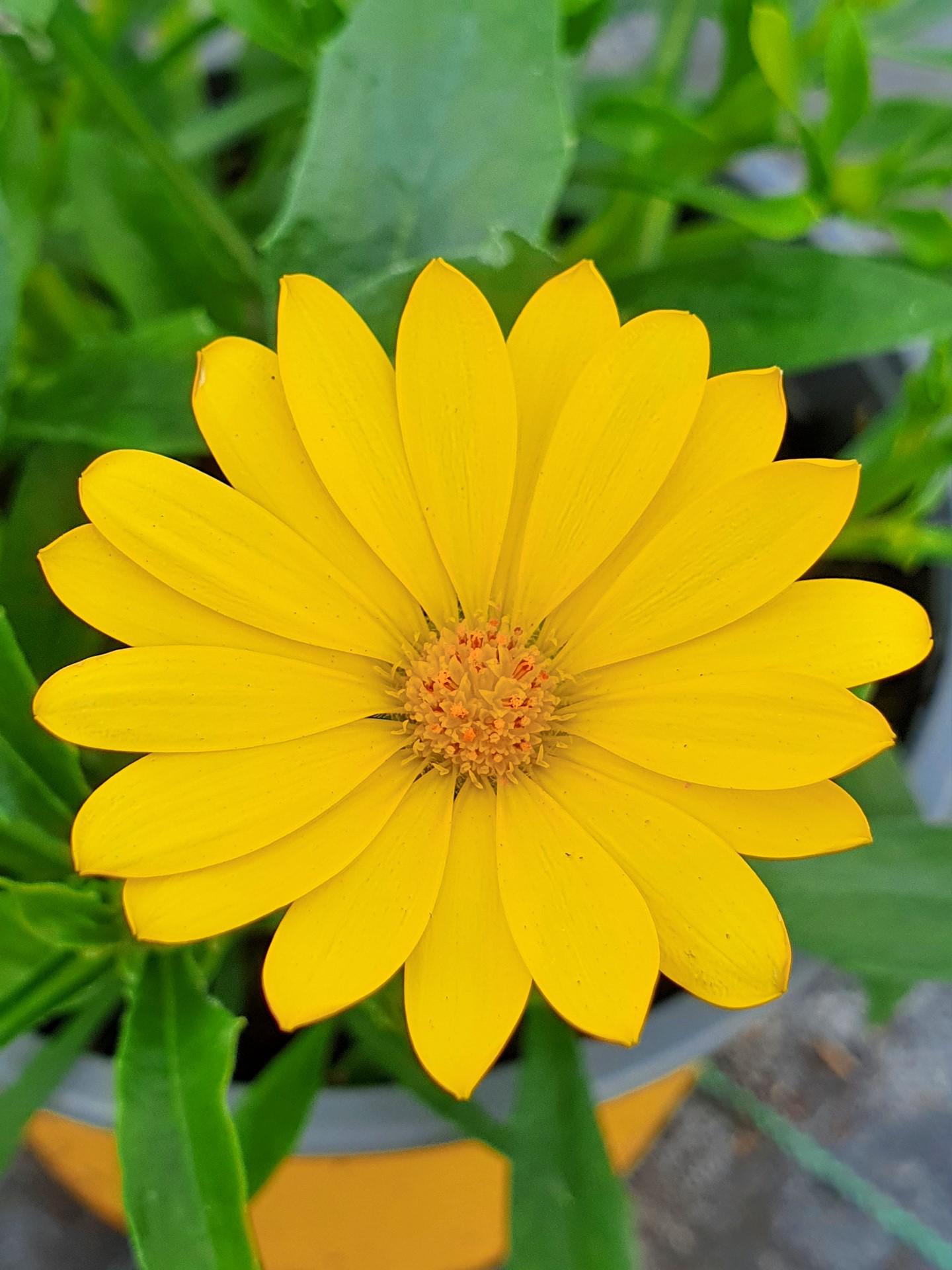Osteospermum Voltage Yellow | Scrolller