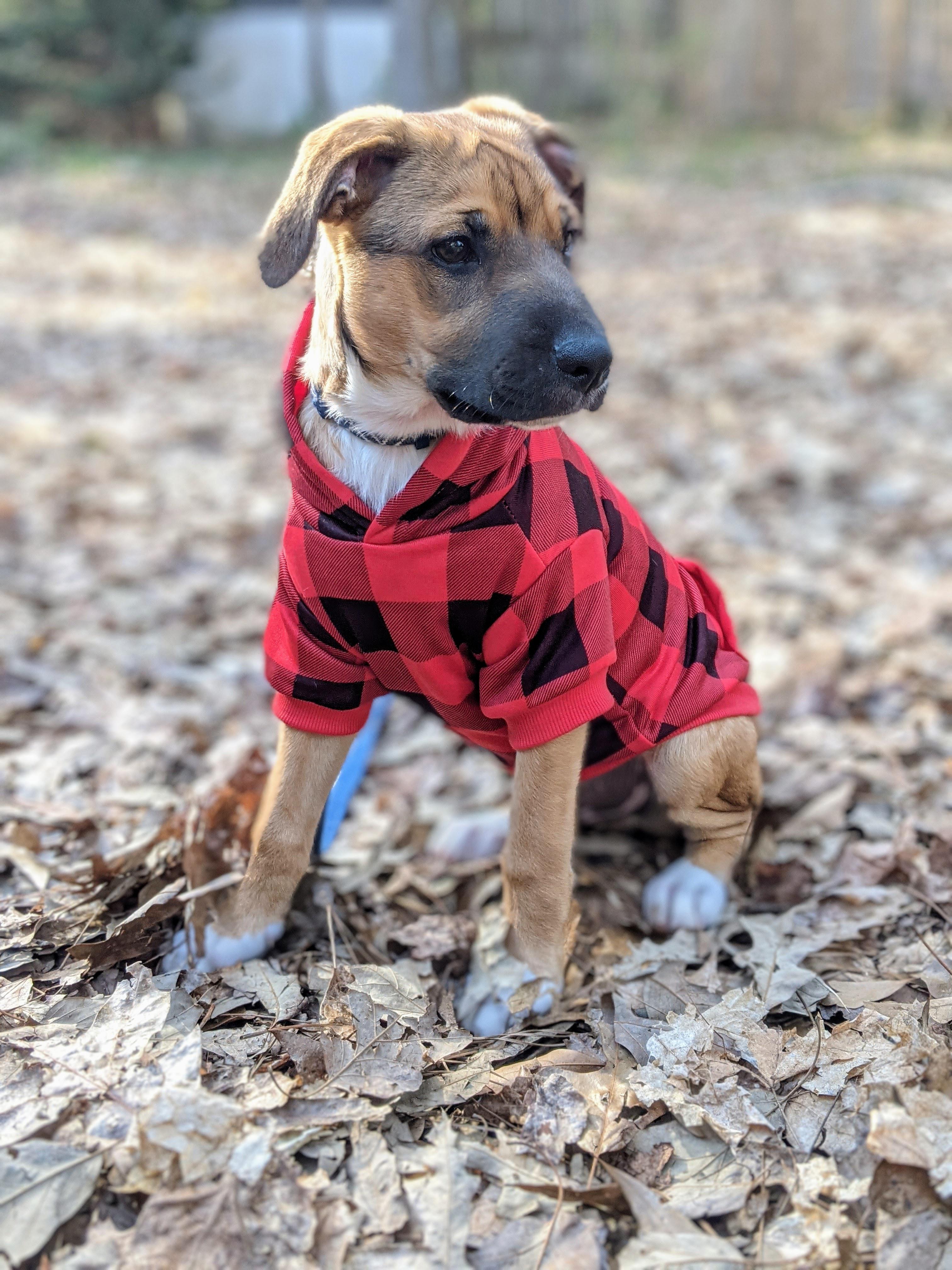 Otis lookin' sharp in his new sweater :3 | Scrolller