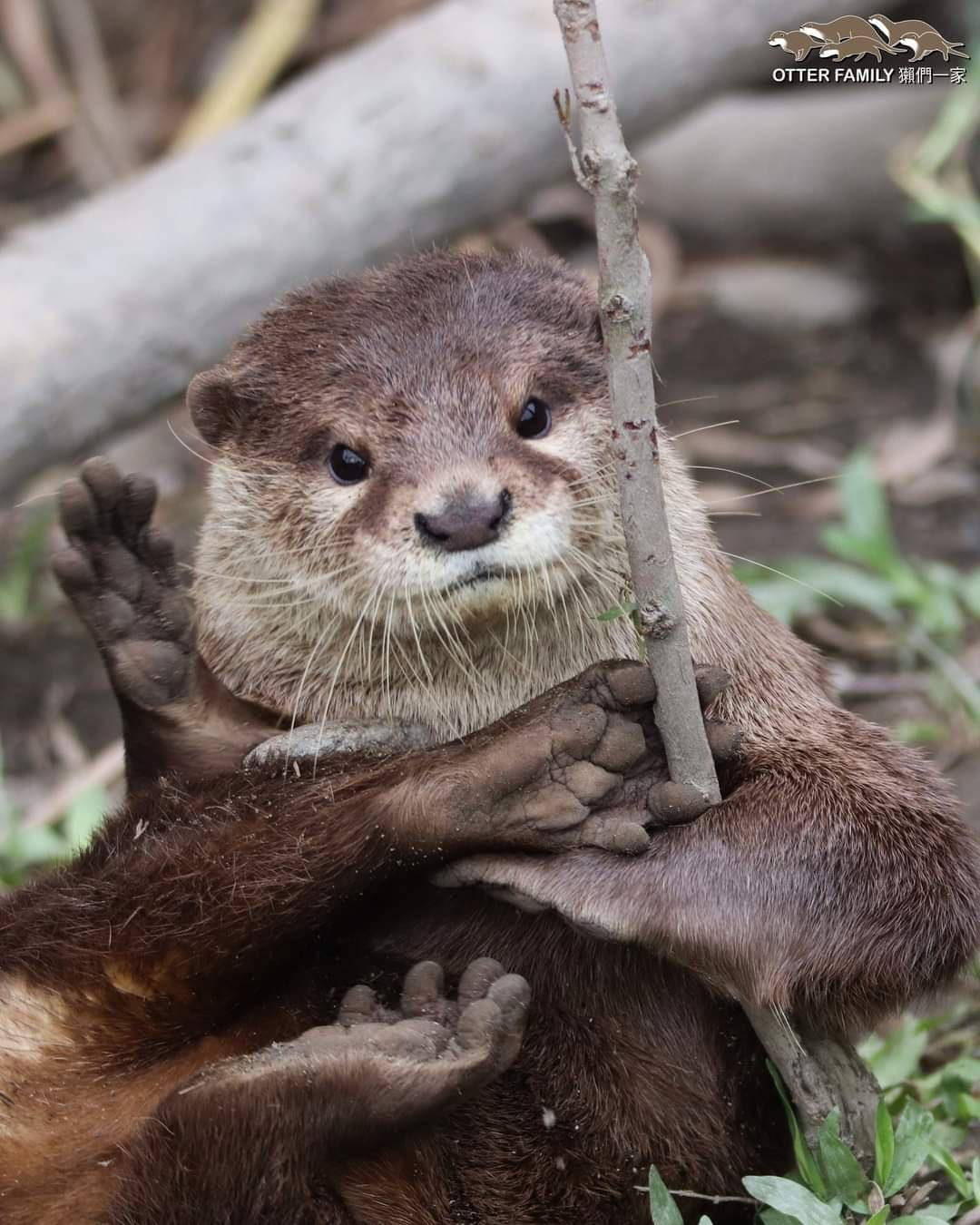 Otter with his favorite stick | Scrolller