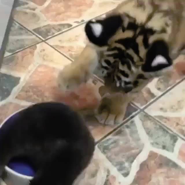 Otter's water gif from /r/aww | Scrolller