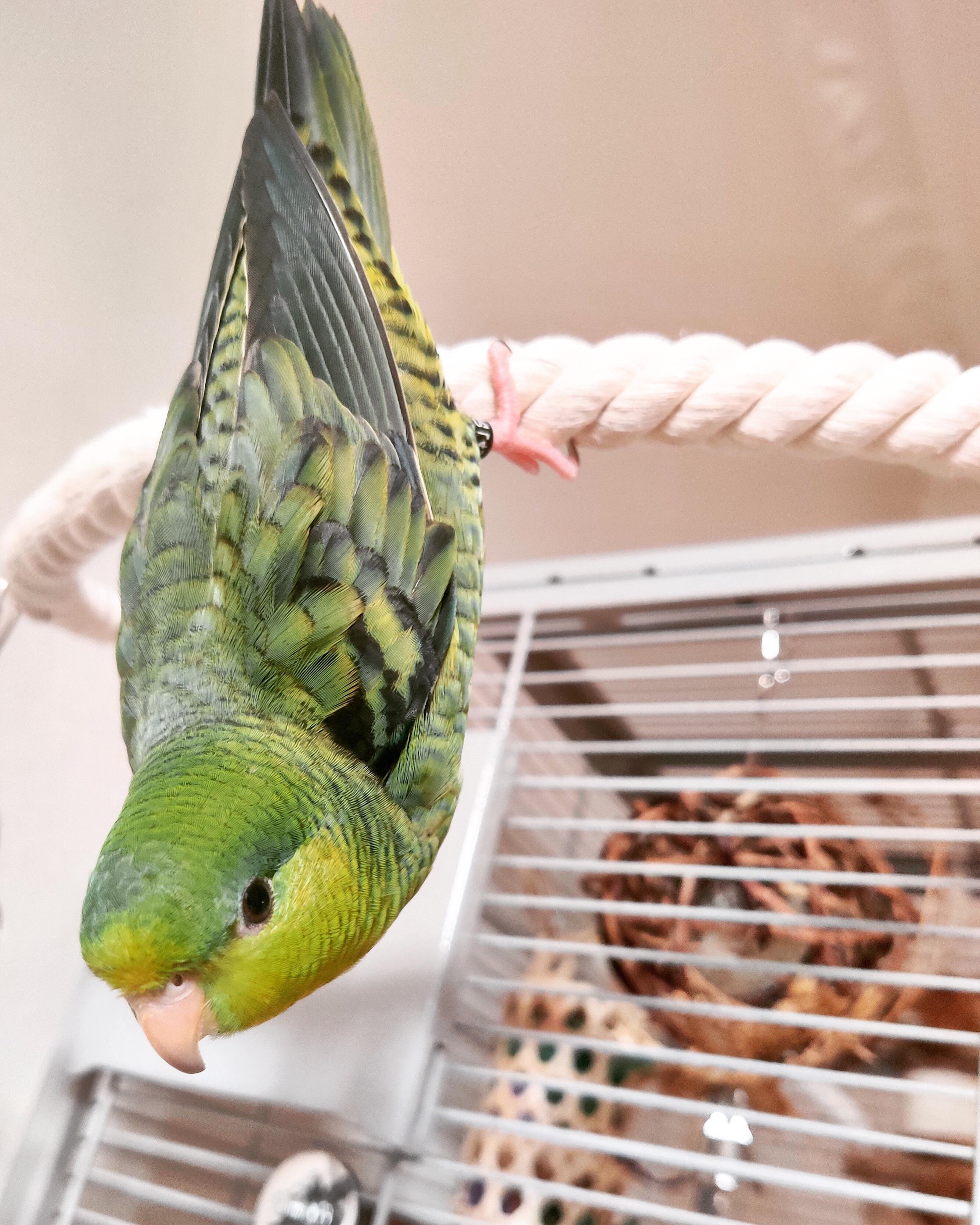 Otto explores the world from an upside down perspective | Scrolller